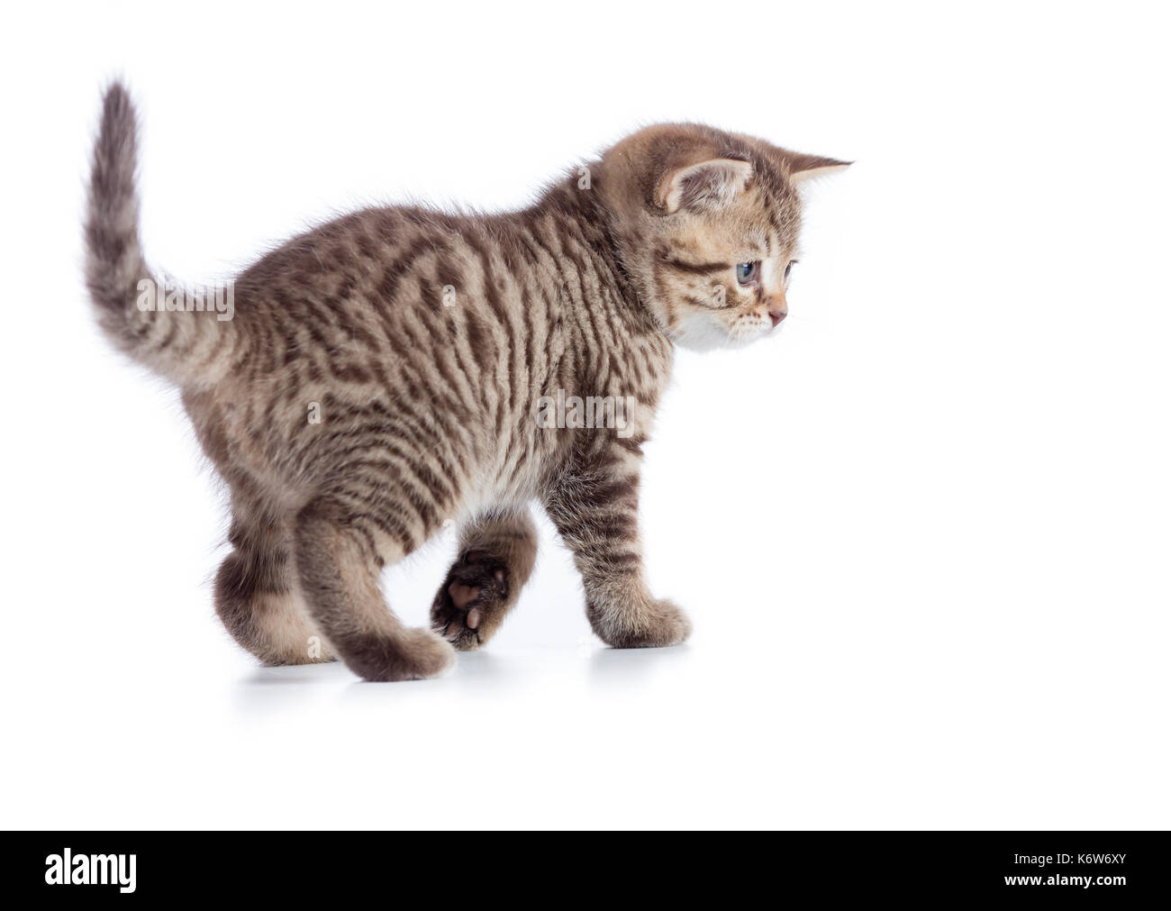 Young tabby cat side view. Walking kitten isolated on white Stock Photo ...