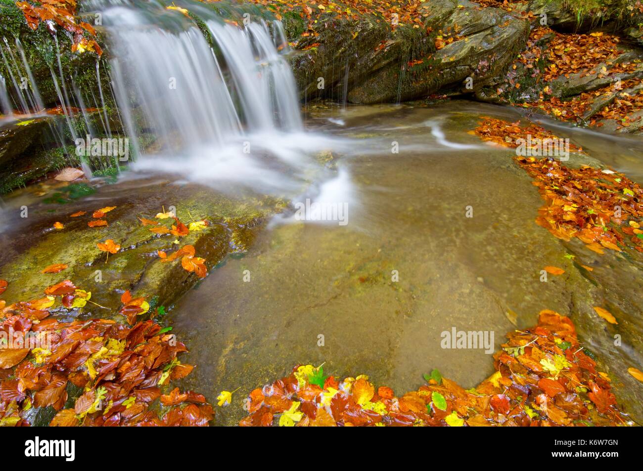 Creek in Irati Jungle, Pyrenees, Navarre, Spain Stock Photo - Alamy