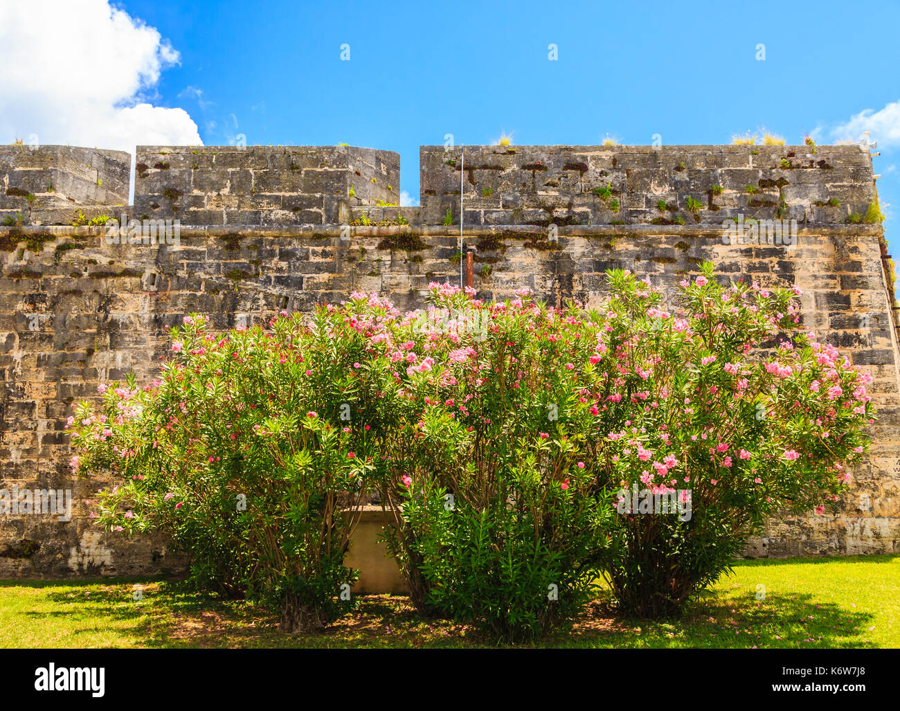 Bermuda Flowers Stock Photos & Bermuda Flowers Stock Images - Alamy