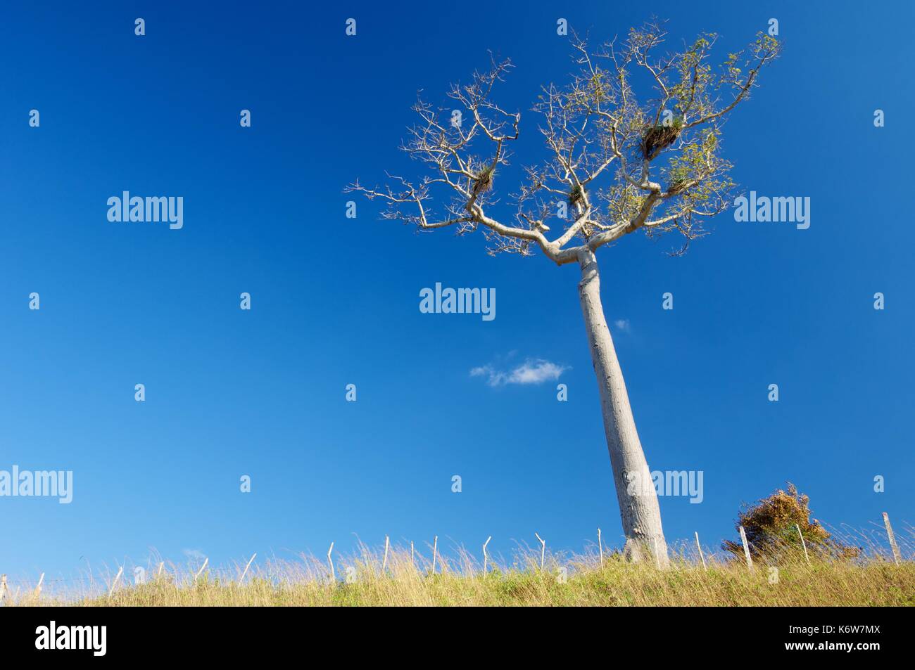caribbean "Ceiba pentandra" tree with blue sky in Cuba island Stock ...