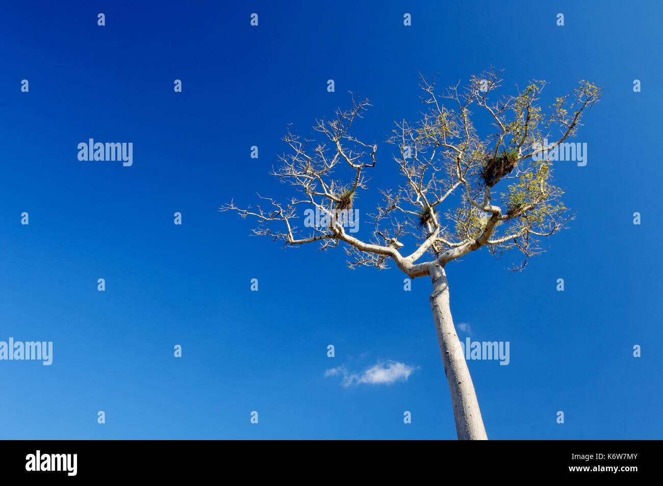 caribbean "Ceiba pentandra" tree with blue sky in Cuba island Stock ...