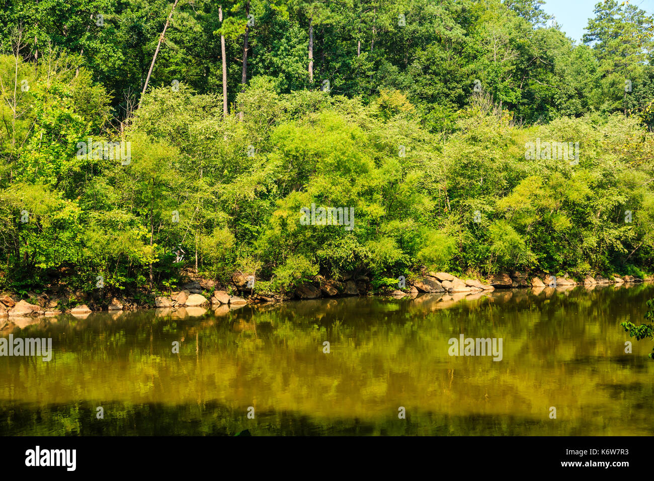 New Green Trees by River in Summer Stock Photo - Alamy