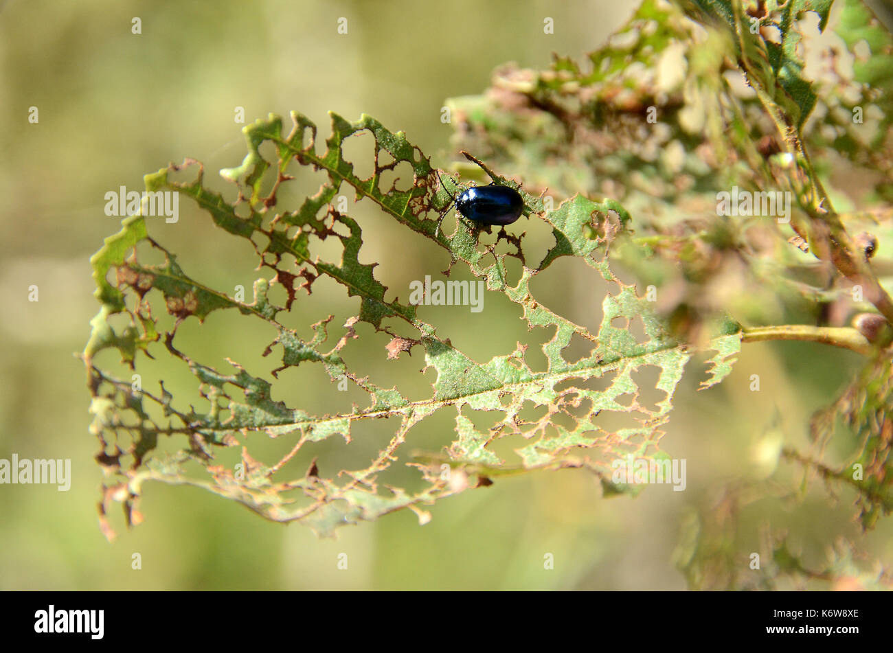 Skeleton leaf beetle hi-res stock photography and images - Alamy