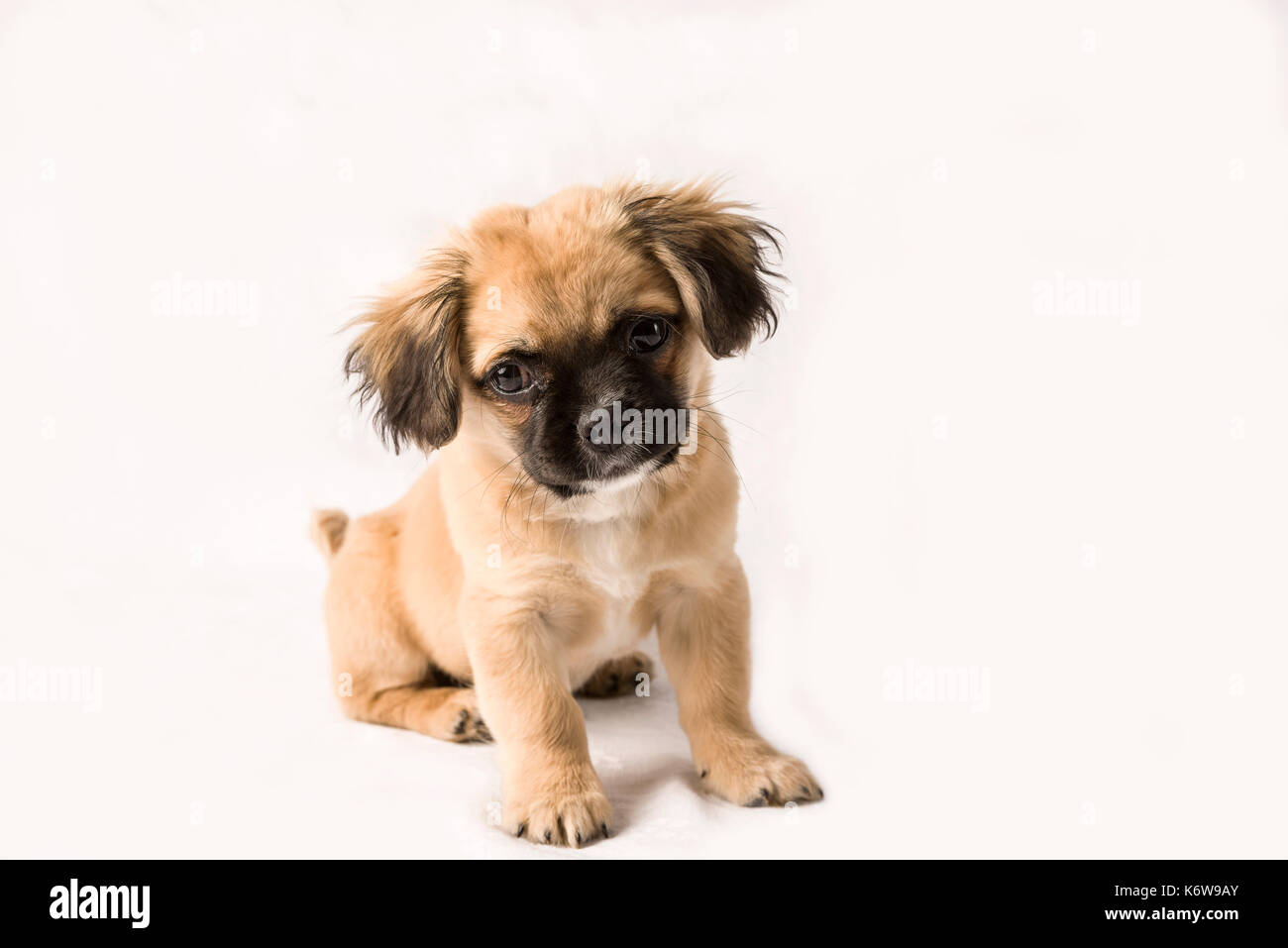 Cute tan and black puppy Stock Photo - Alamy