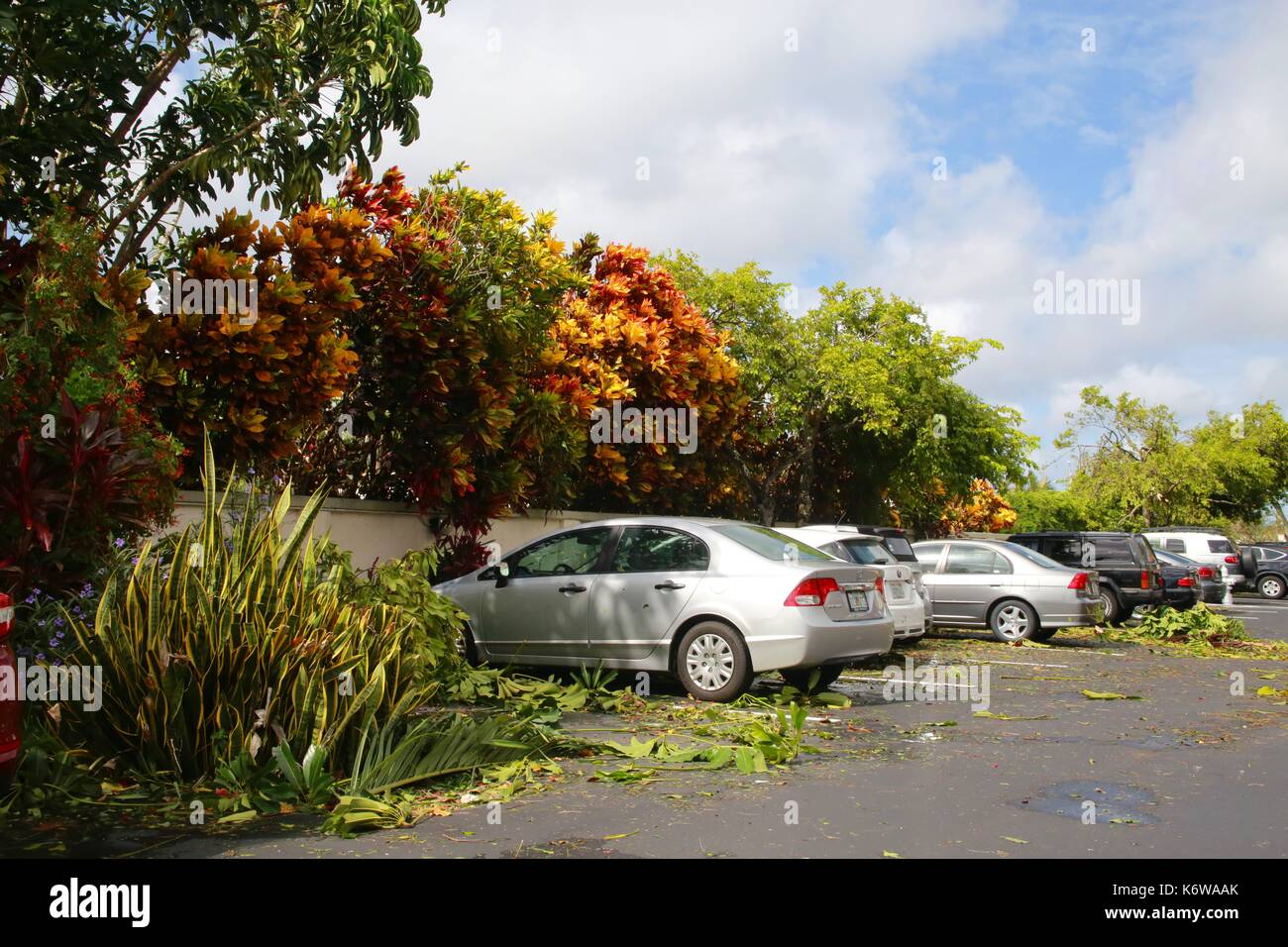 Trees Collapsed at Boca Linda East from Hurricane Irma Stock Photo - Alamy