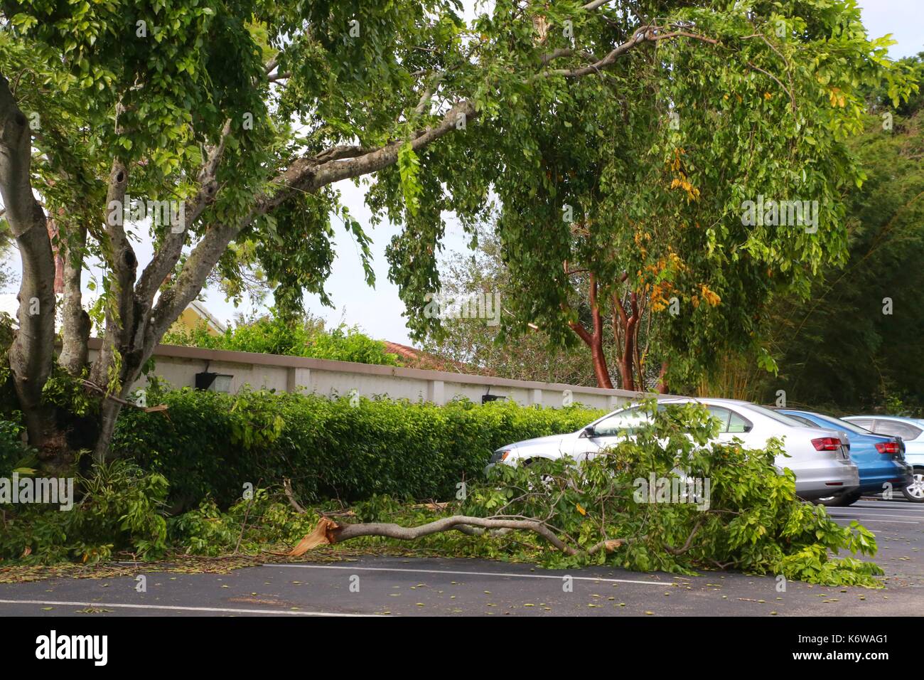Trees Collapsed at Boca Linda East from Hurricane Irma Stock Photo - Alamy