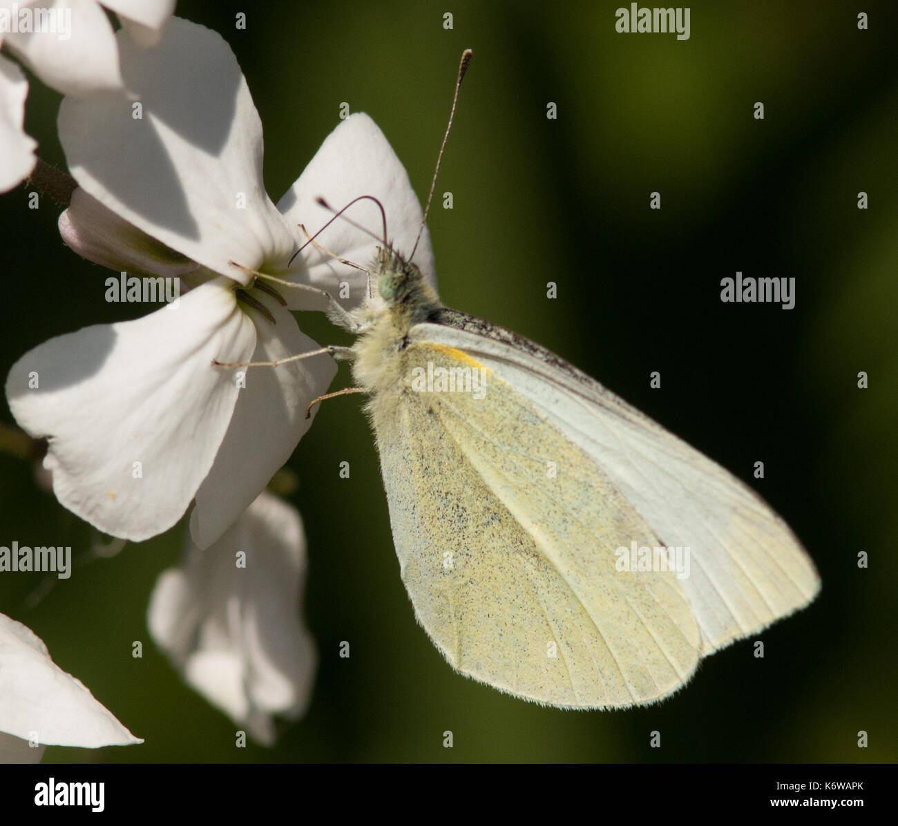 Large White Butterfly Stock Photo - Alamy