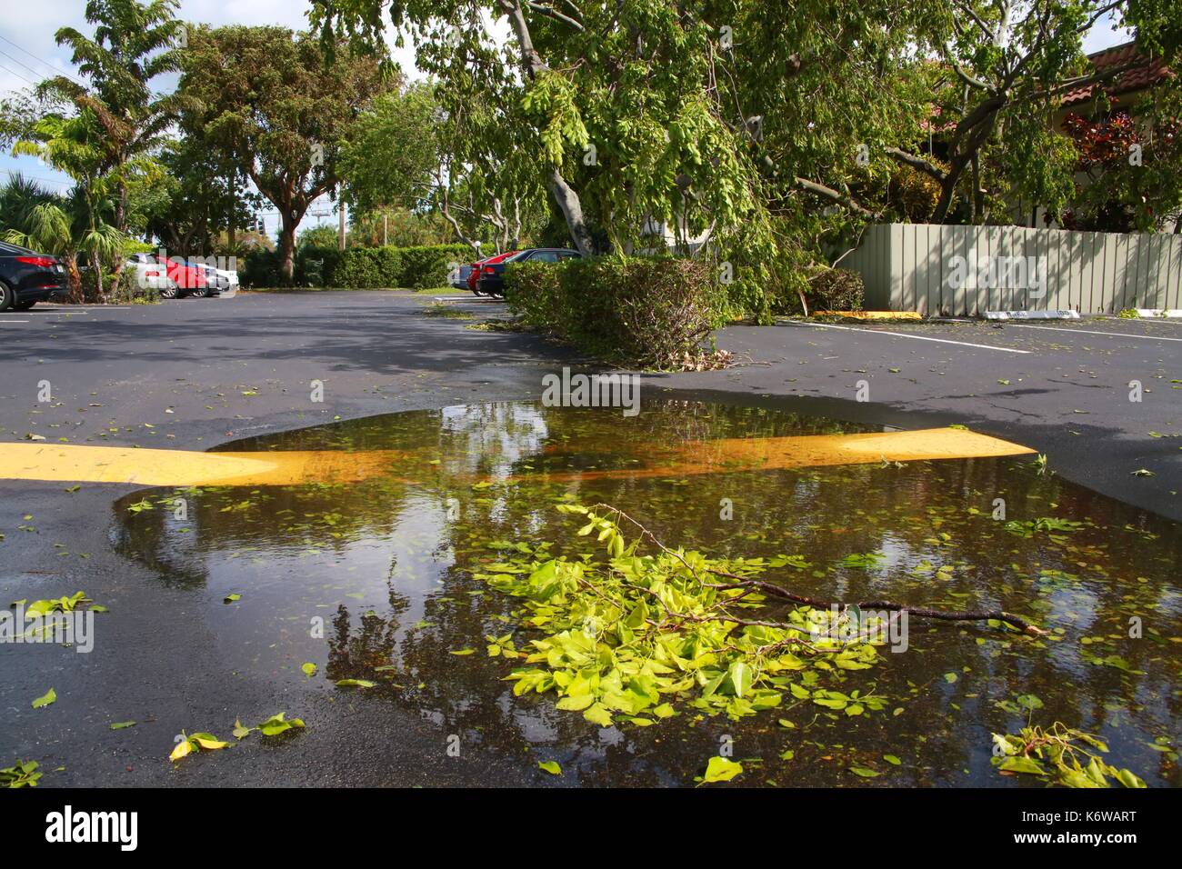 Leaves Laying in a Puddle Next to a Collapsed Tree at Boca Linda East ...