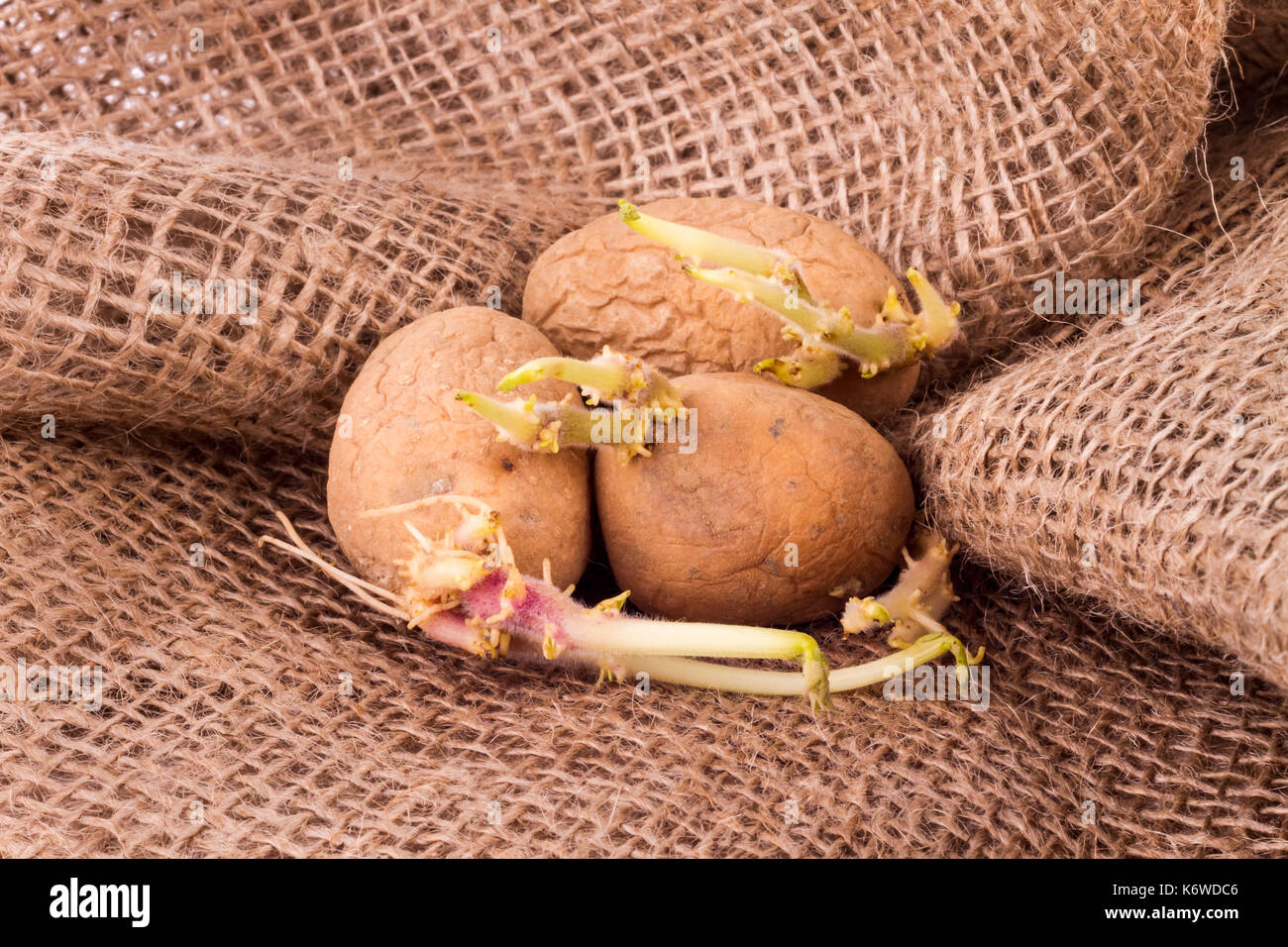 Potato germ hi-res stock photography and images - Alamy