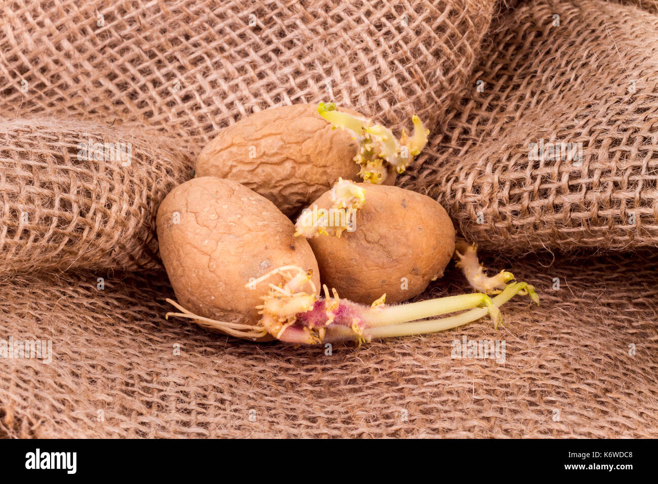 Potato germ hi-res stock photography and images - Alamy
