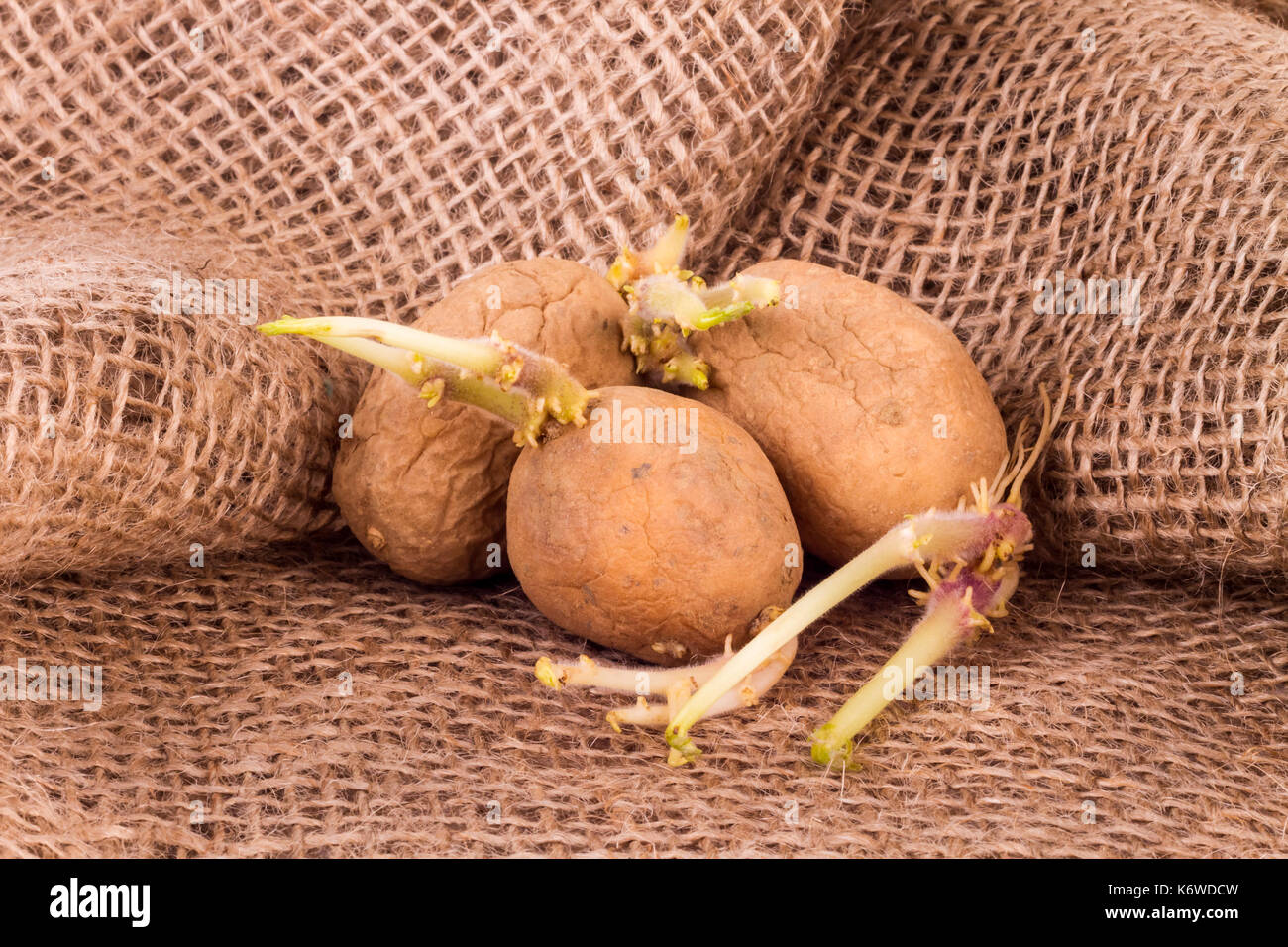 Long sprouts hi-res stock photography and images - Alamy