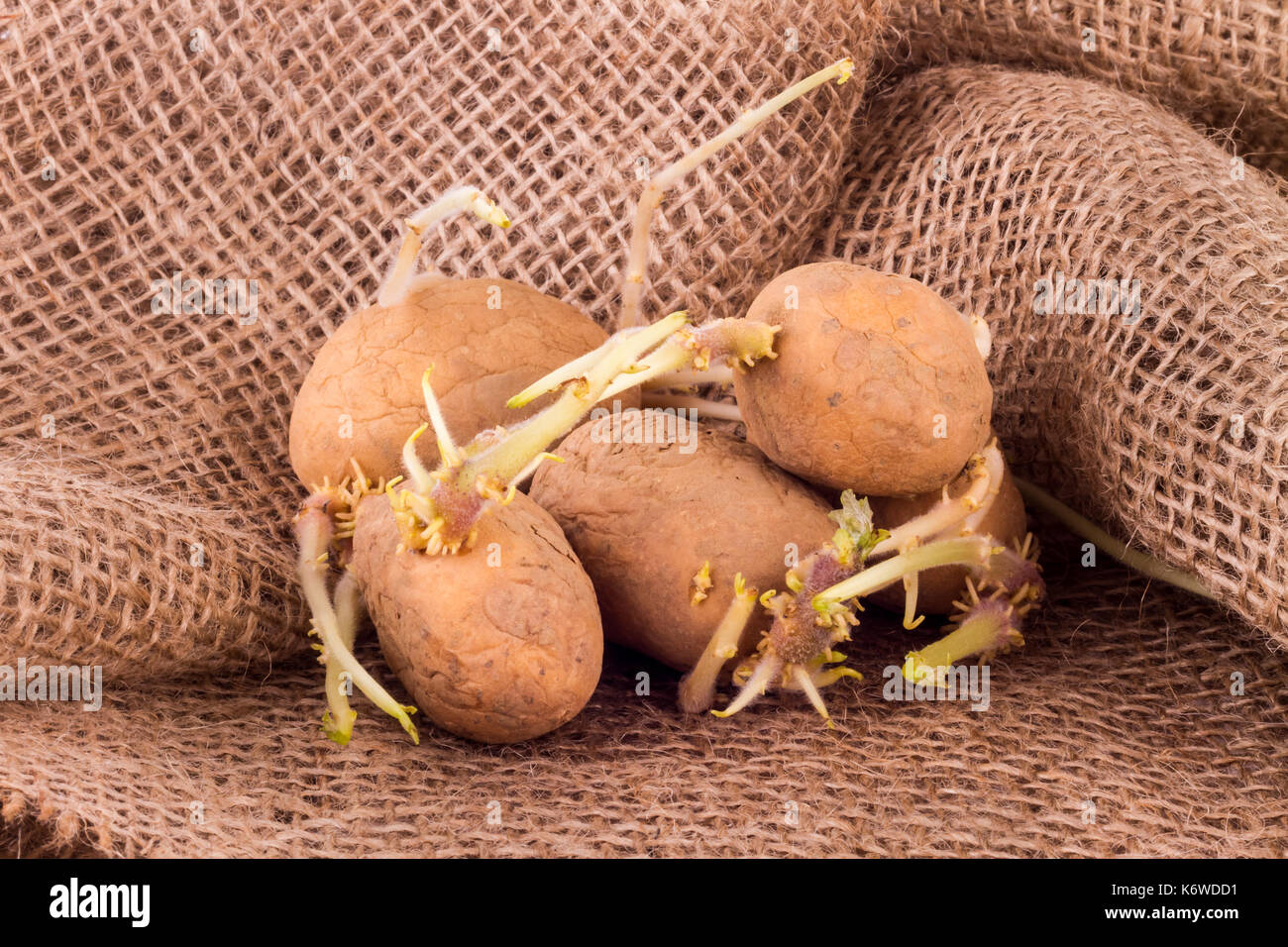 Long sprouts hi-res stock photography and images - Alamy
