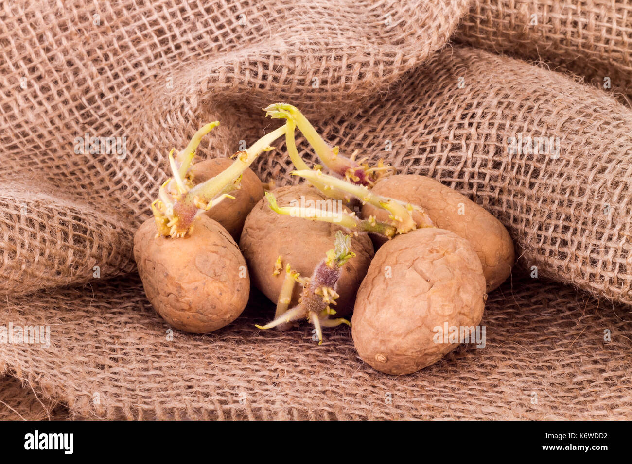 Long sprouts hi-res stock photography and images - Alamy
