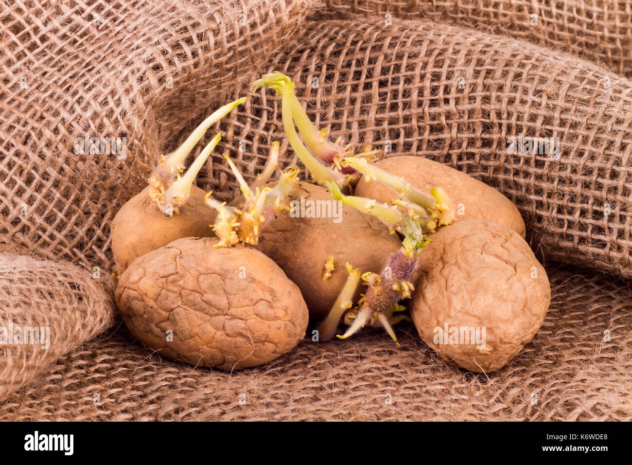 Potato germ hi-res stock photography and images - Alamy