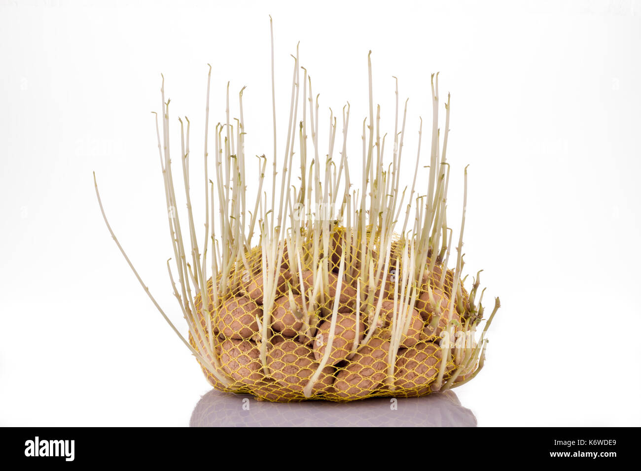 potatoes with long sprouts in a net - isolated on white background ...