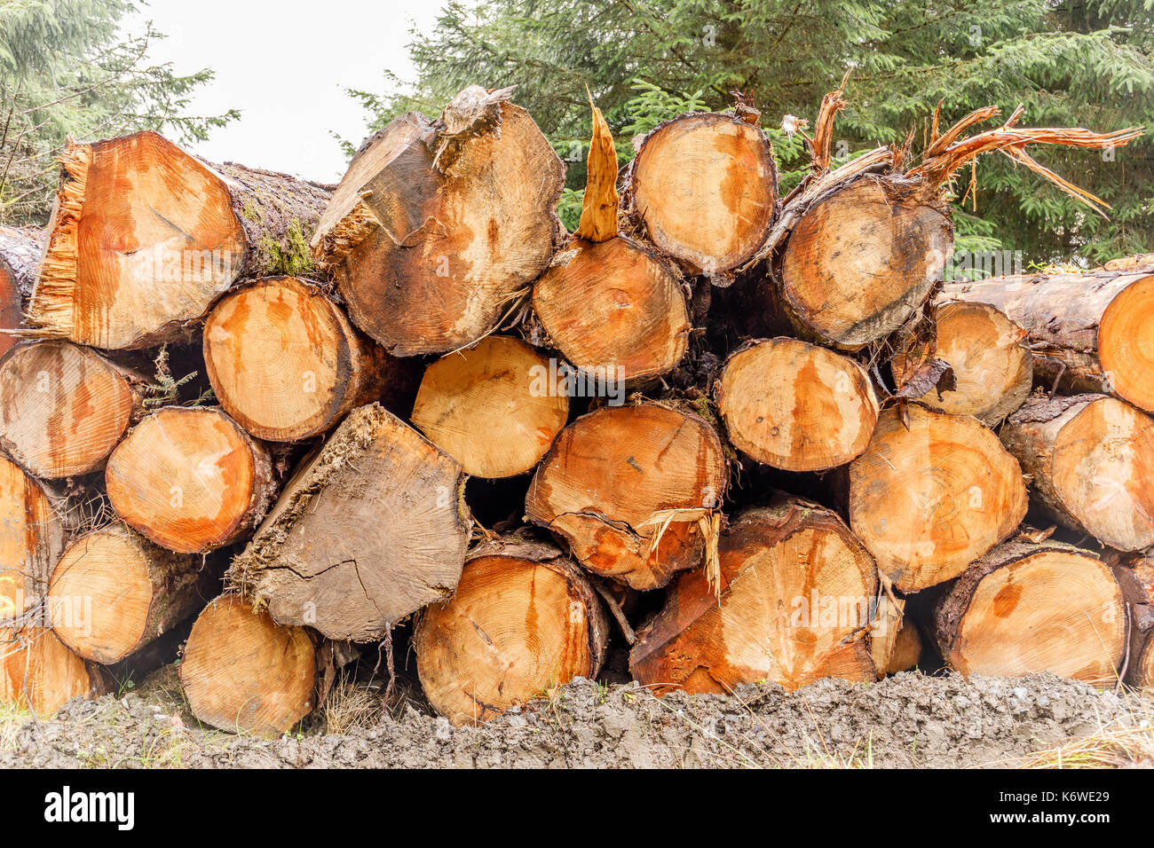 Cut logs, graded by size showing honey coloured sap Stock Photo - Alamy