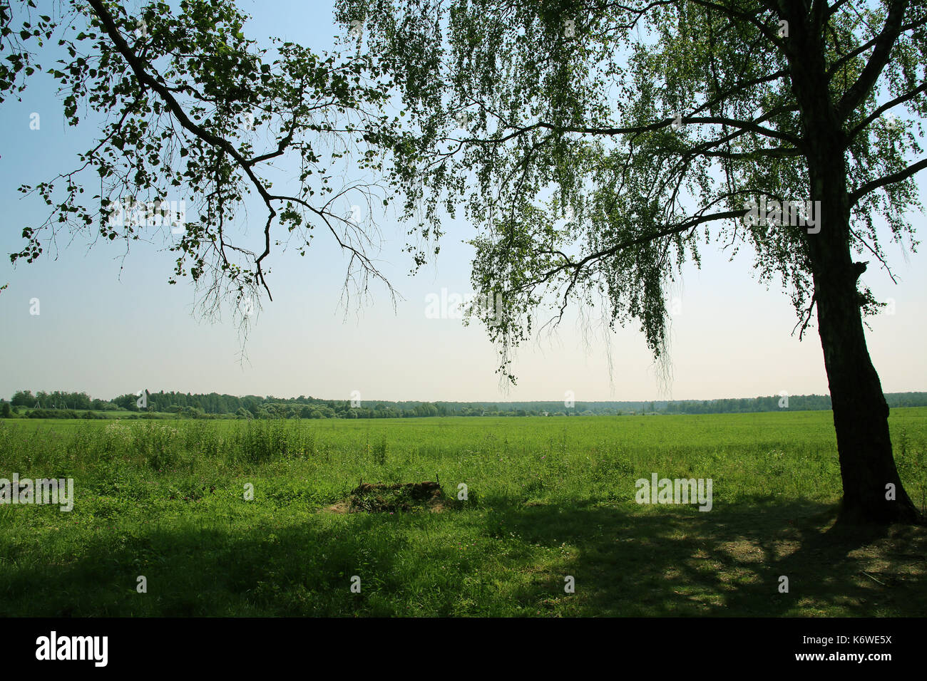 Beautiful landscape with meadow, tree and far horizon Stock Photo - Alamy