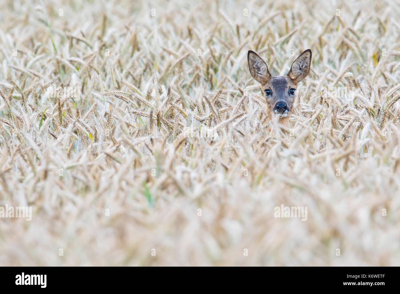 European roe deer (Capreolus capreolus) in corn field, Emsland, Lower ...