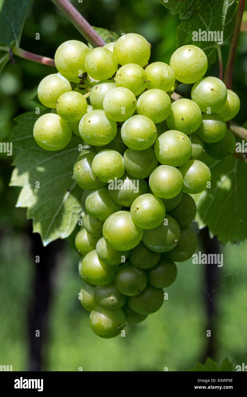 White grapes, grapes, noble Grape vine (Vitis vinifera), Fruchtstand ...