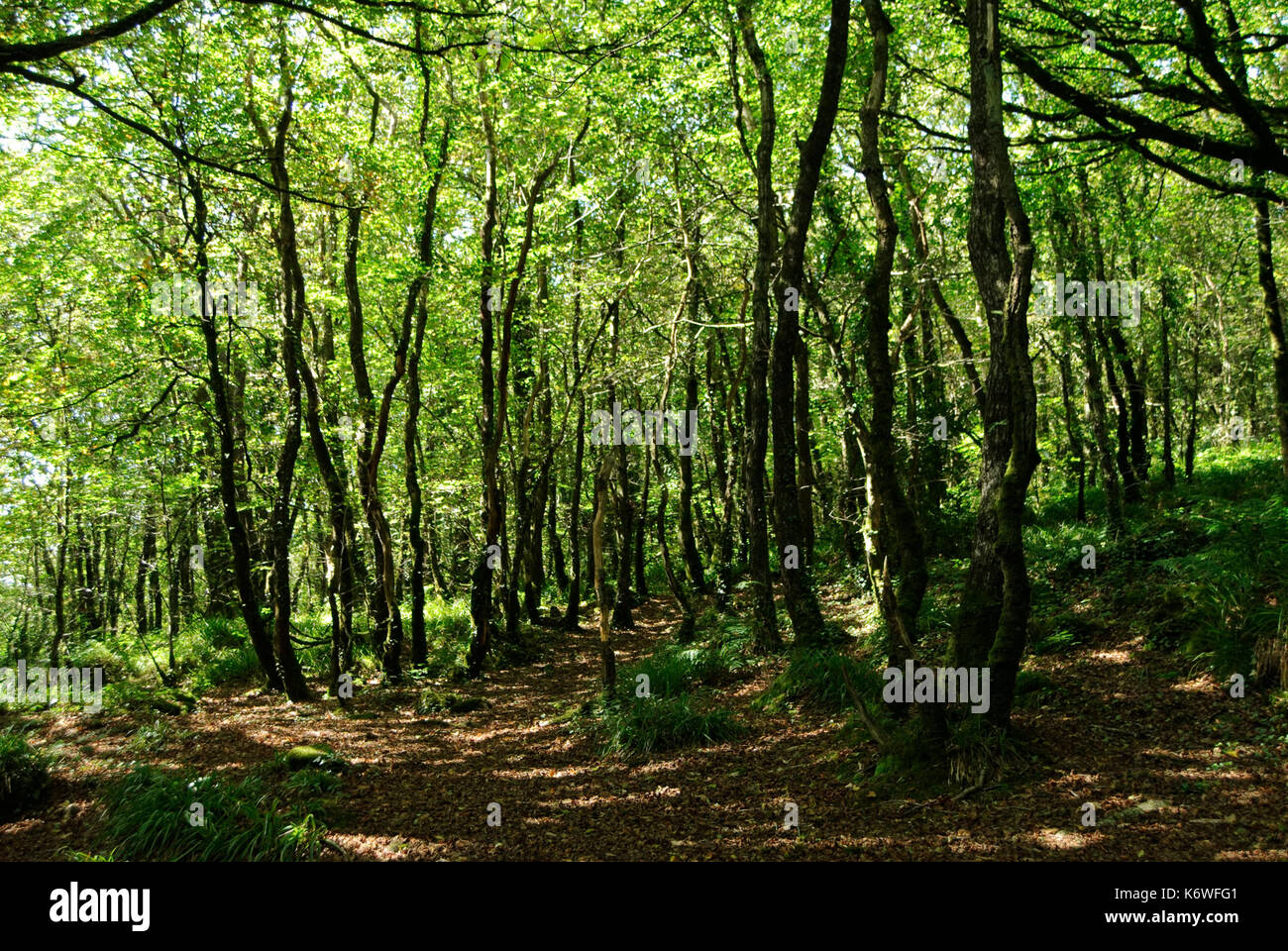 Vines tree canopy trees hi-res stock photography and images - Alamy