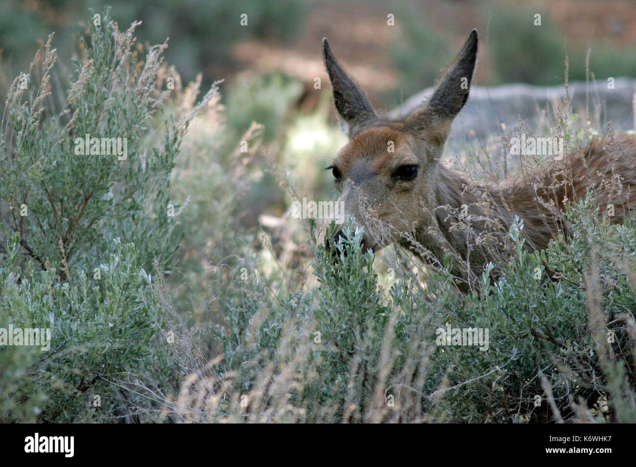 Mule deer doe female hi-res stock photography and images - Alamy