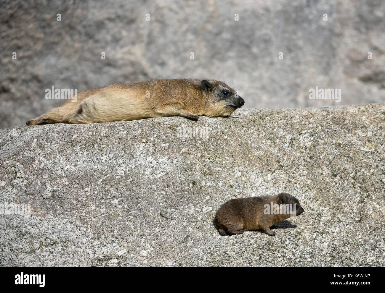 Cape hyraxes (Procavia capensis), female, resting, with young, captive ...