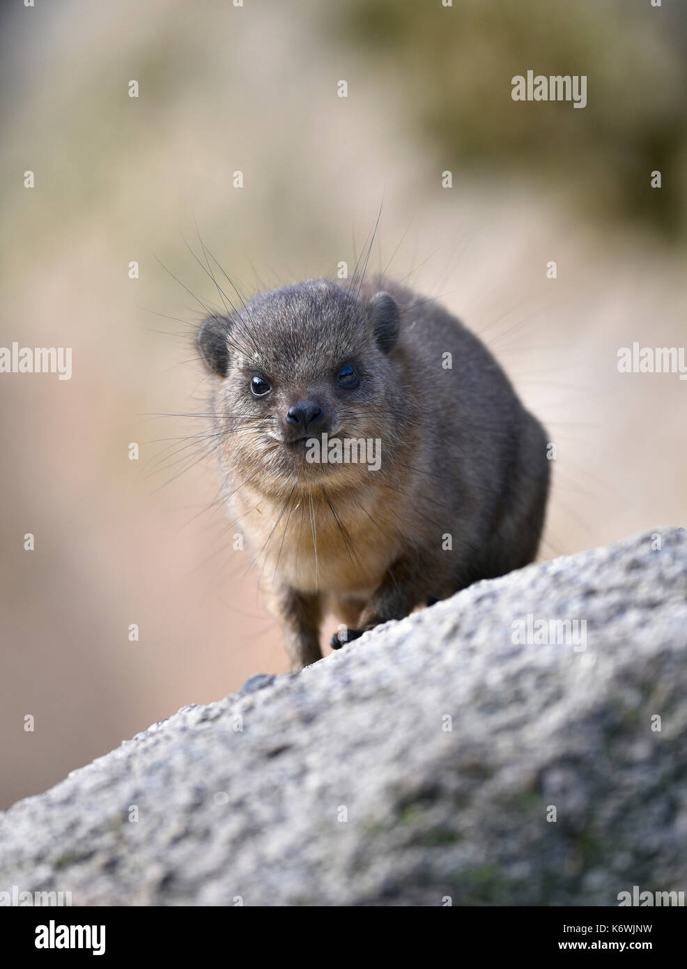 Rock hyrax procavia capensis in hi-res stock photography and images - Alamy