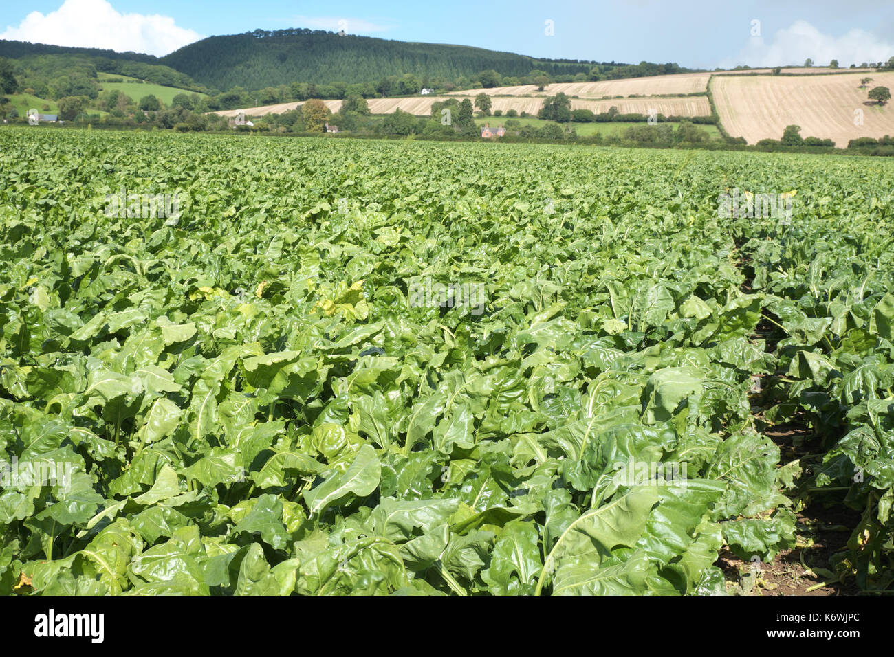 Animal livestock feed fodder hi-res stock photography and images - Alamy
