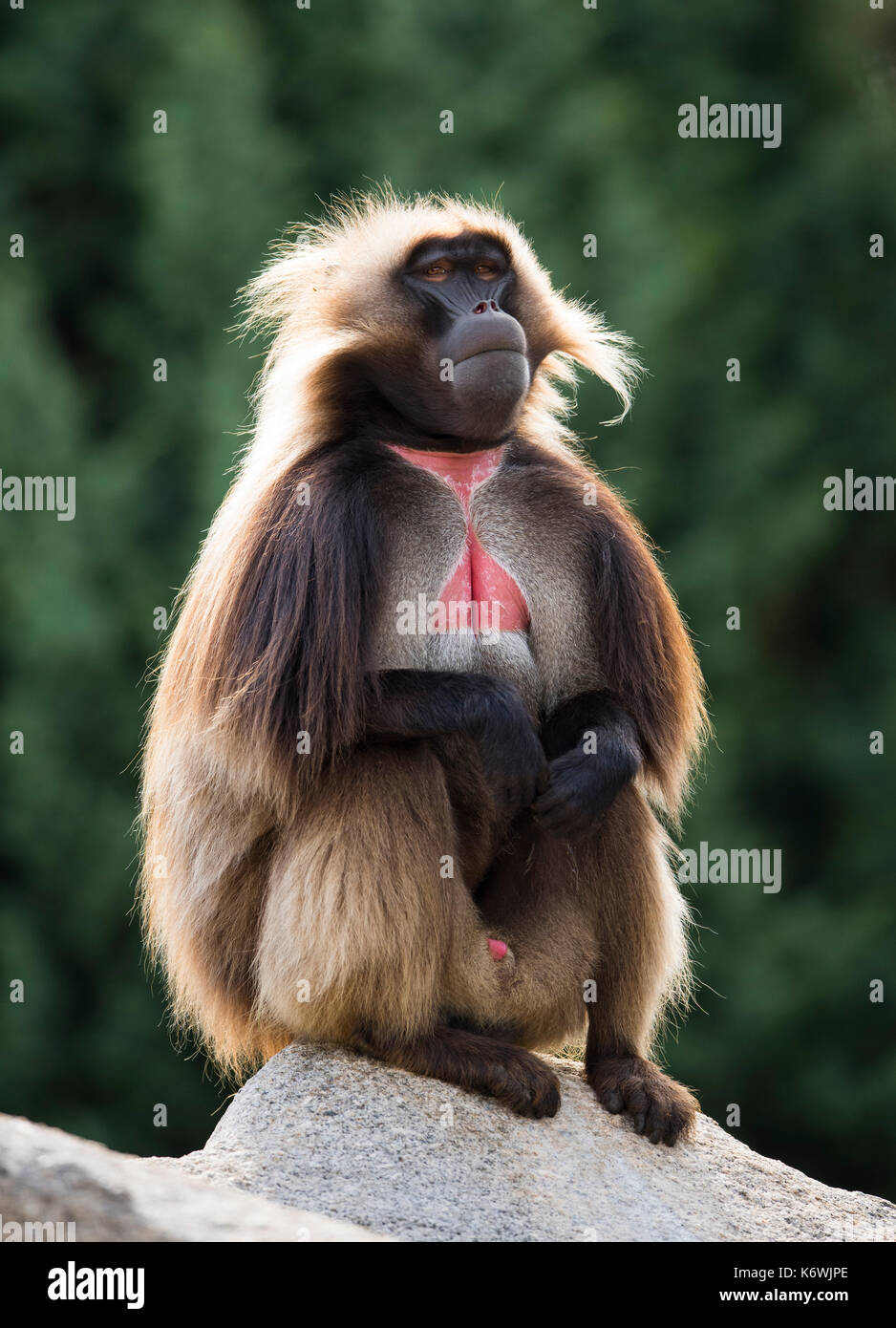 Alpha male monkey hi-res stock photography and images - Alamy
