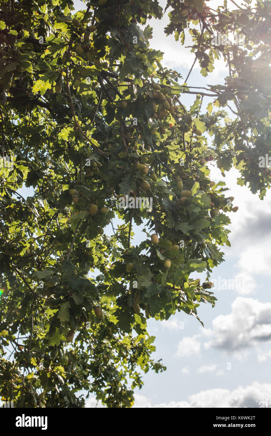 Acorn tree with acorns growing Stock Photo - Alamy