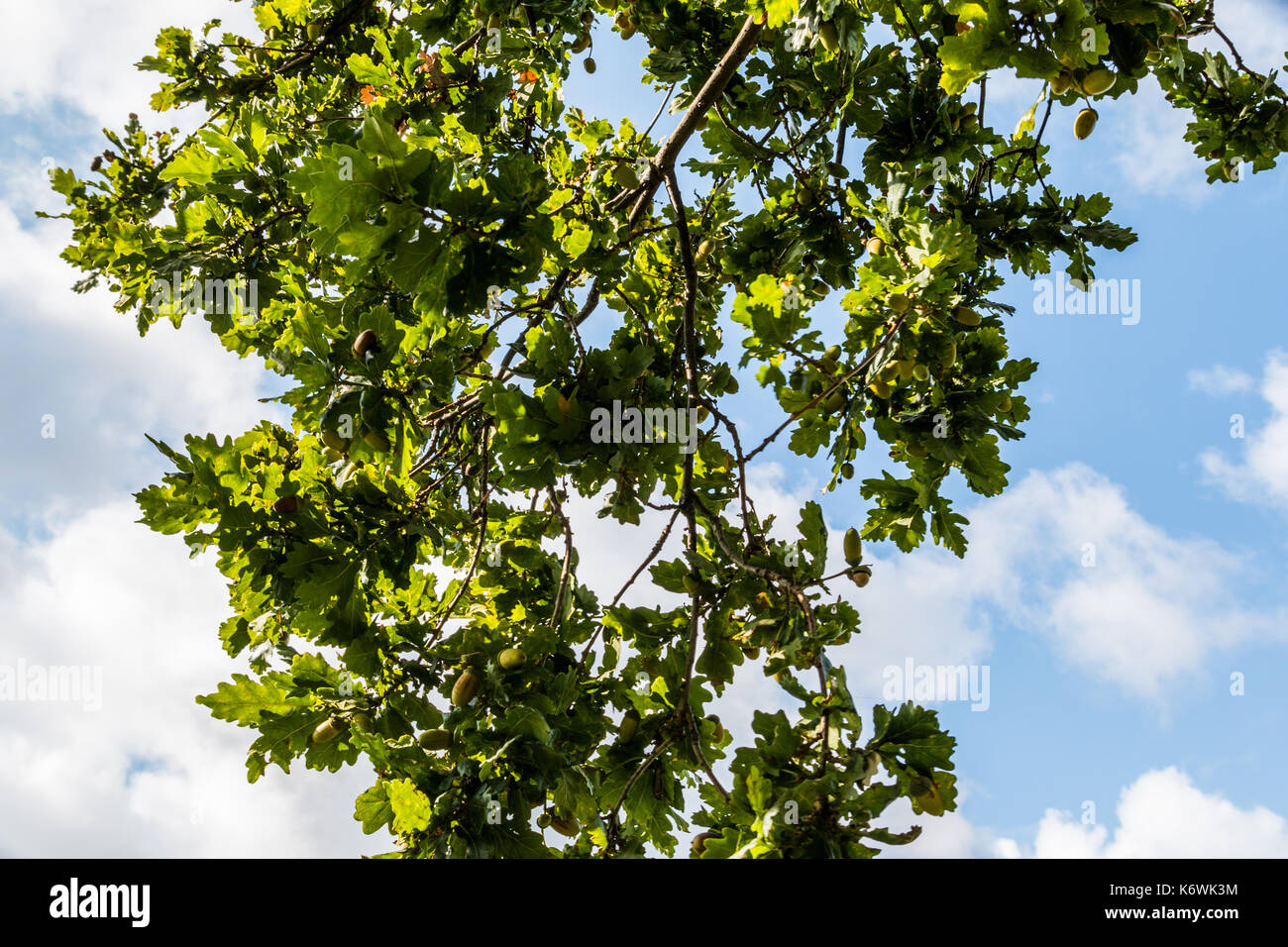 Acorn tree with acorns growing Stock Photo - Alamy