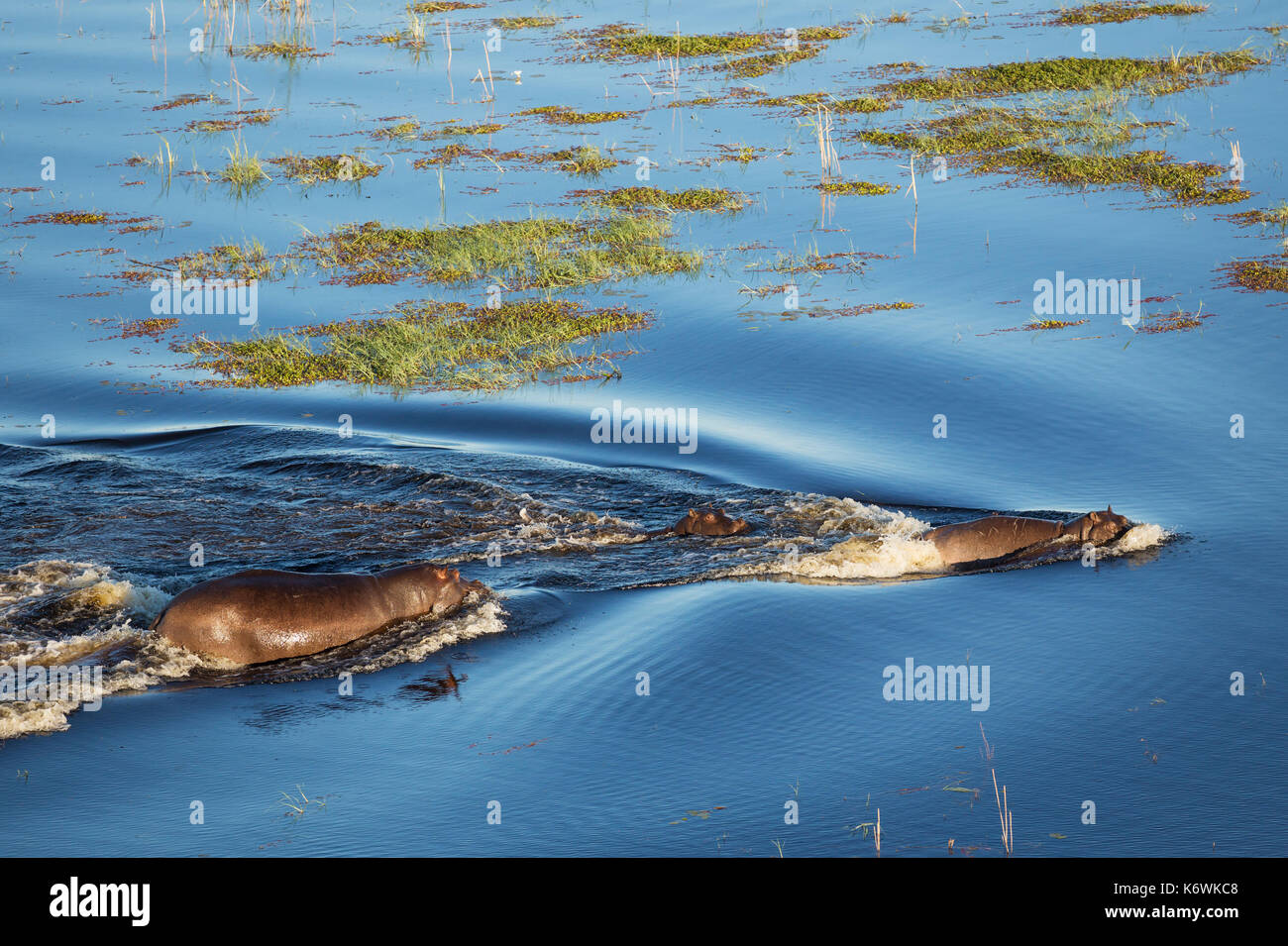 Hippopotamus (Hippopotamus amphibius), two adults with a calf in a ...