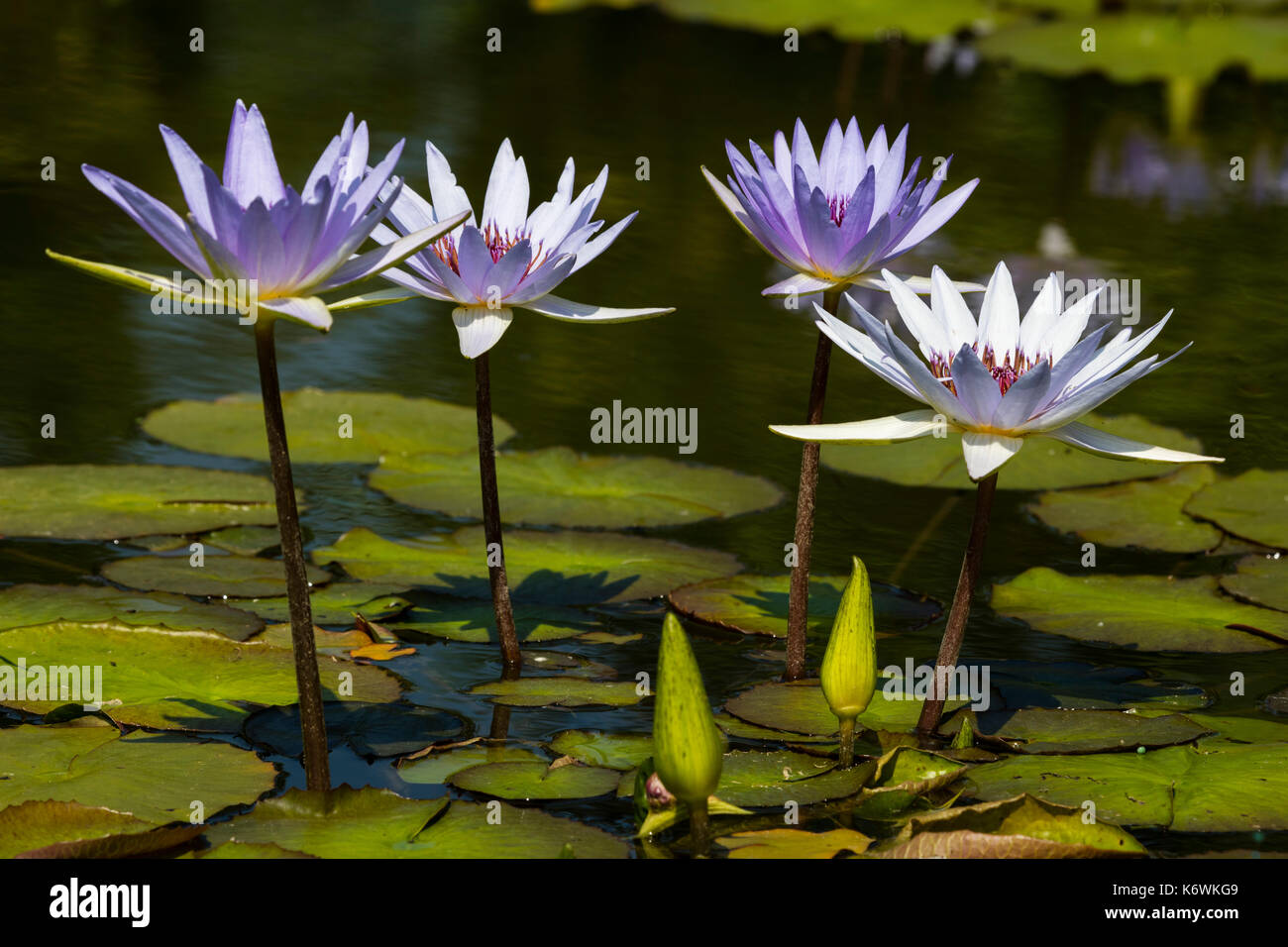 Cape blue water lilies (Nymphaea capensis), Nymphaea Stock Photo - Alamy