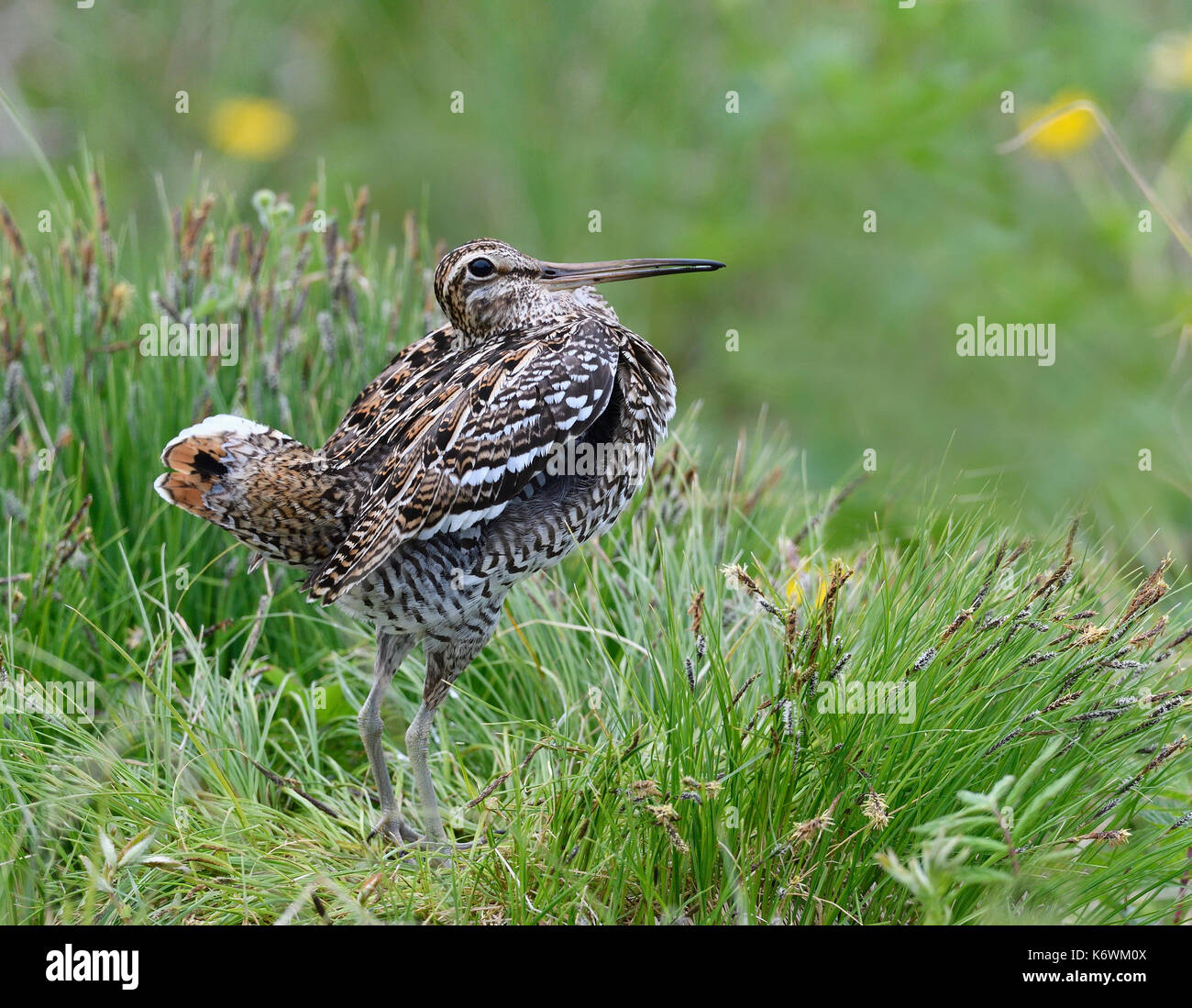 Great snipe (Gallinago media), courtship, mountain forest vegetation ...