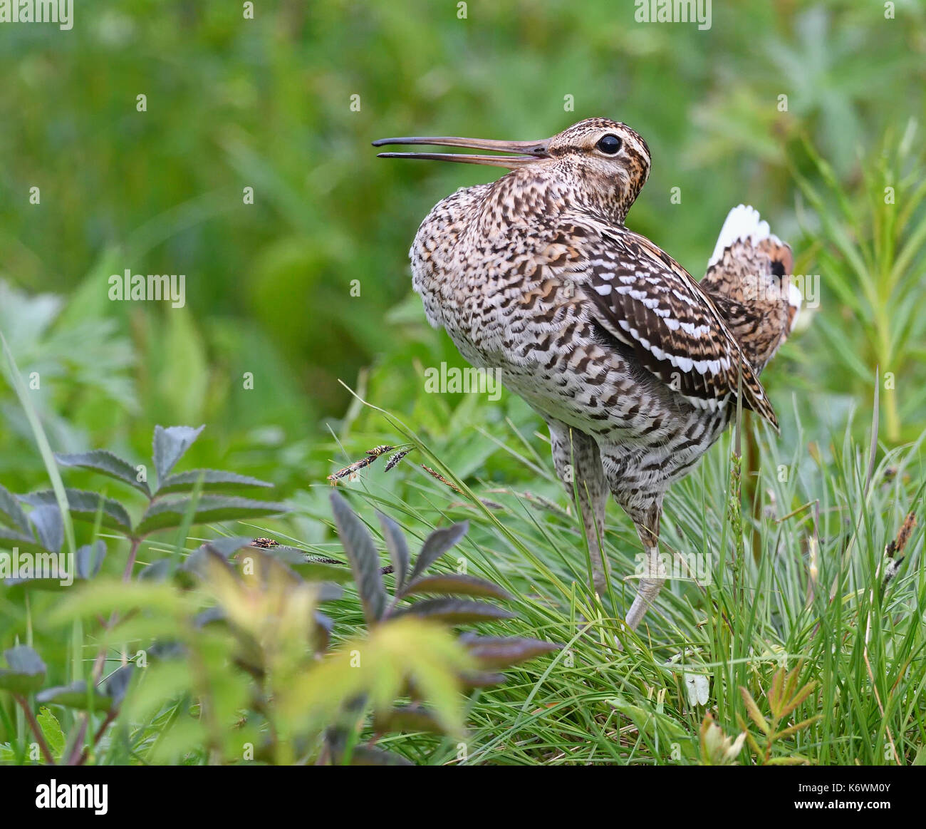Great snipe (Gallinago media), courtship, mountain forest vegetation ...