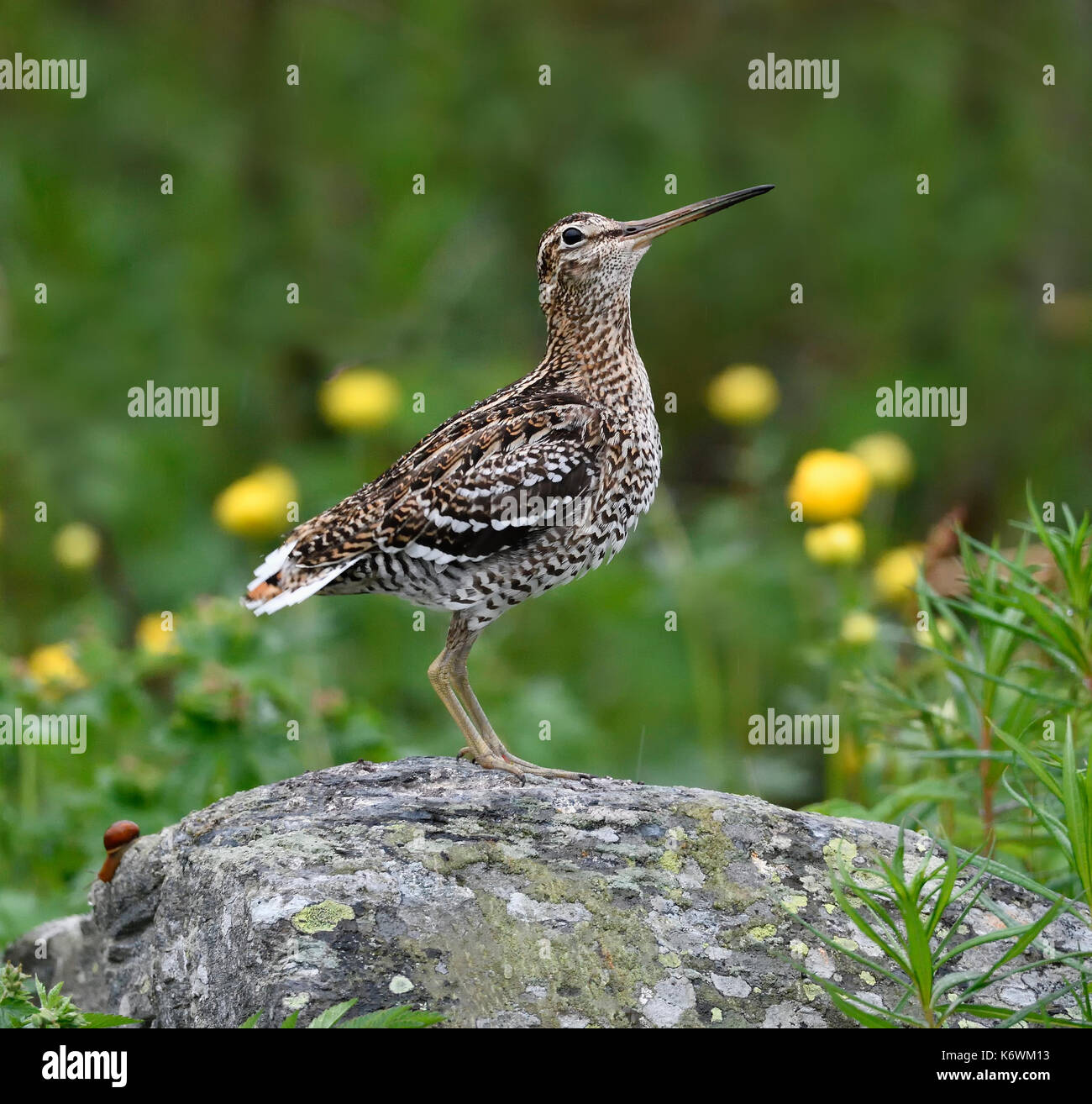 Great snipe (Gallinago media), courtship, mountain forest vegetation ...