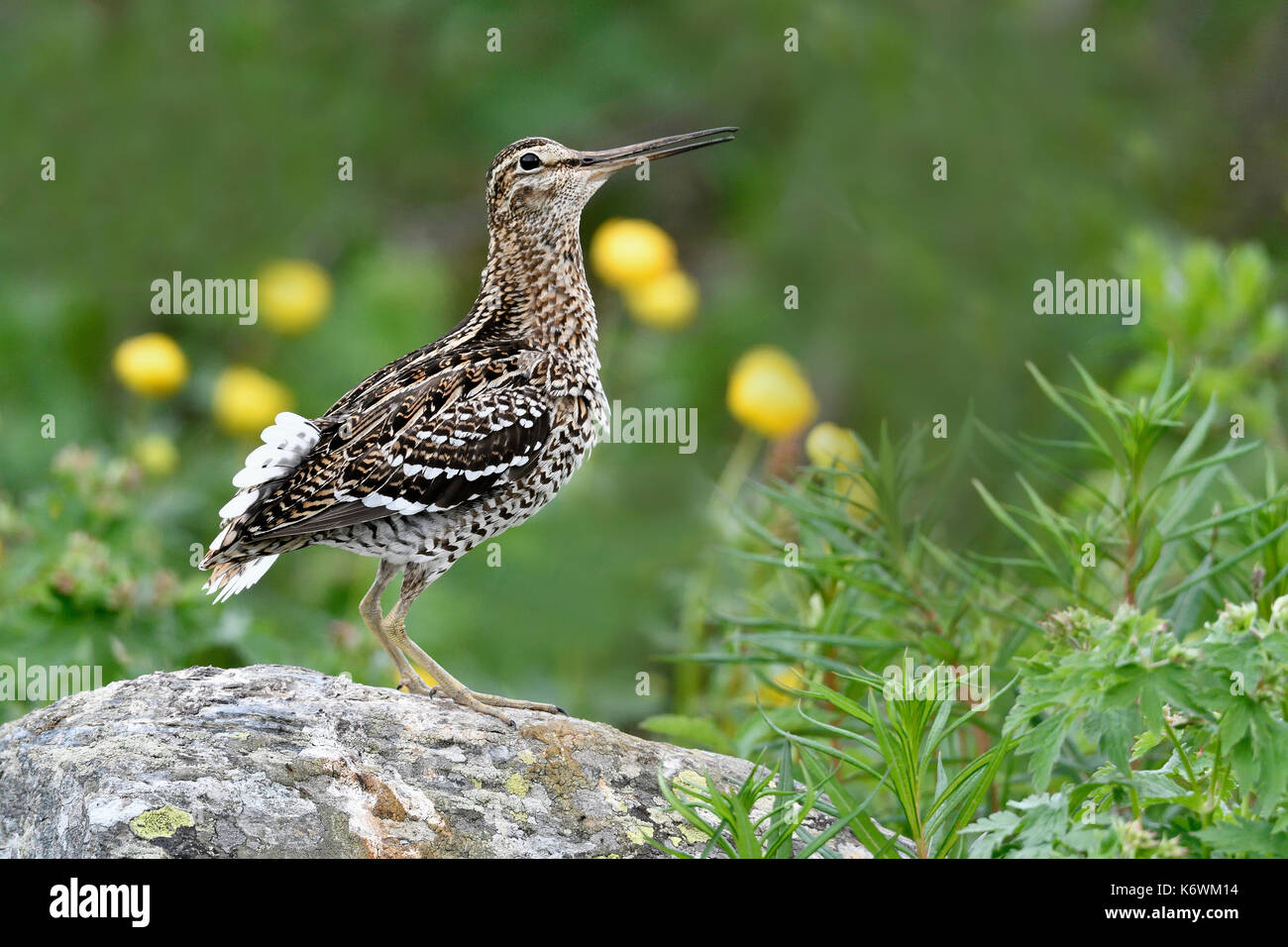 Great snipe (Gallinago media), courtship, mountain forest vegetation ...