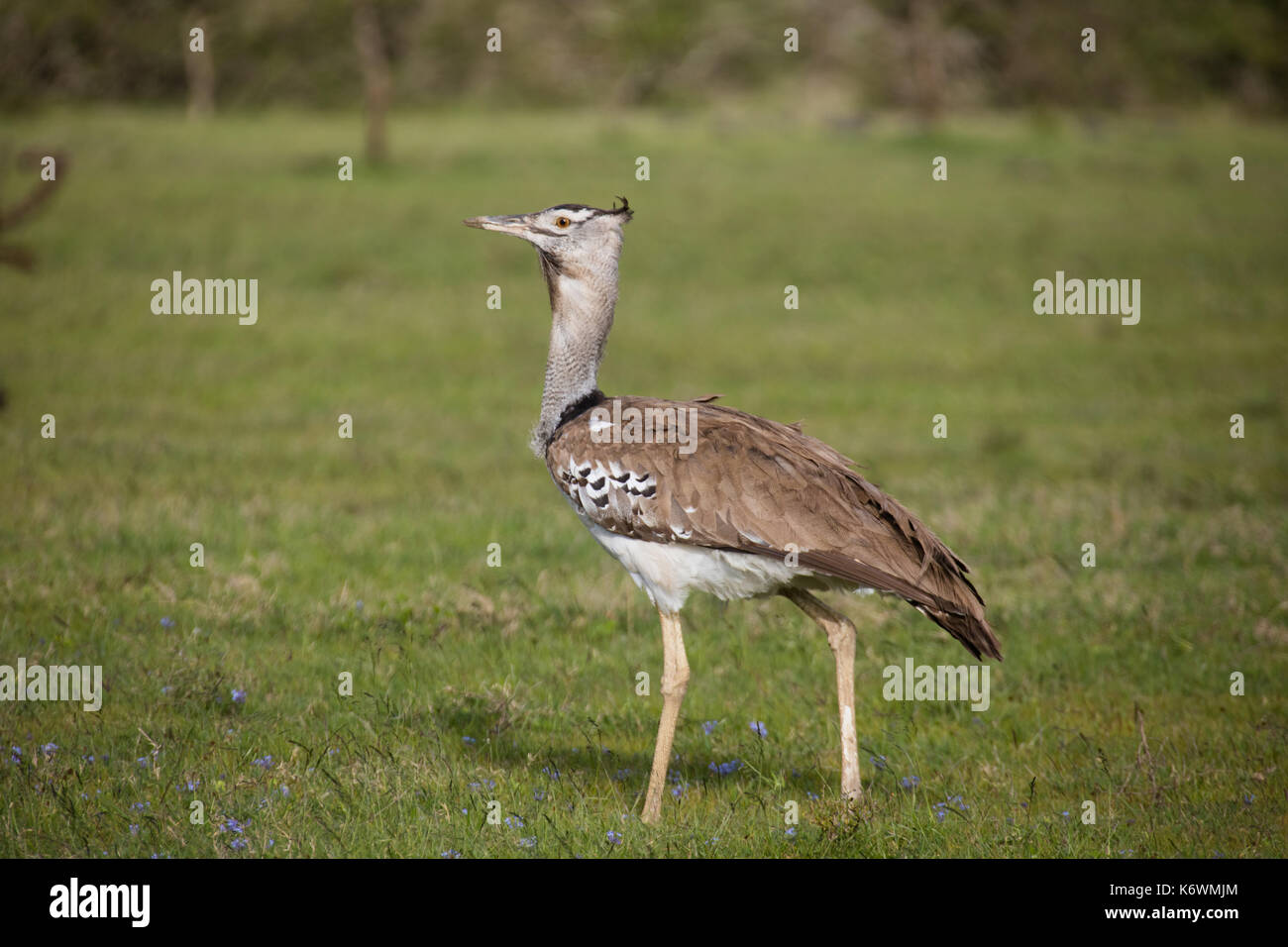 A kori bustard (Ardeotis kori) walks across lush green savannah dotted ...