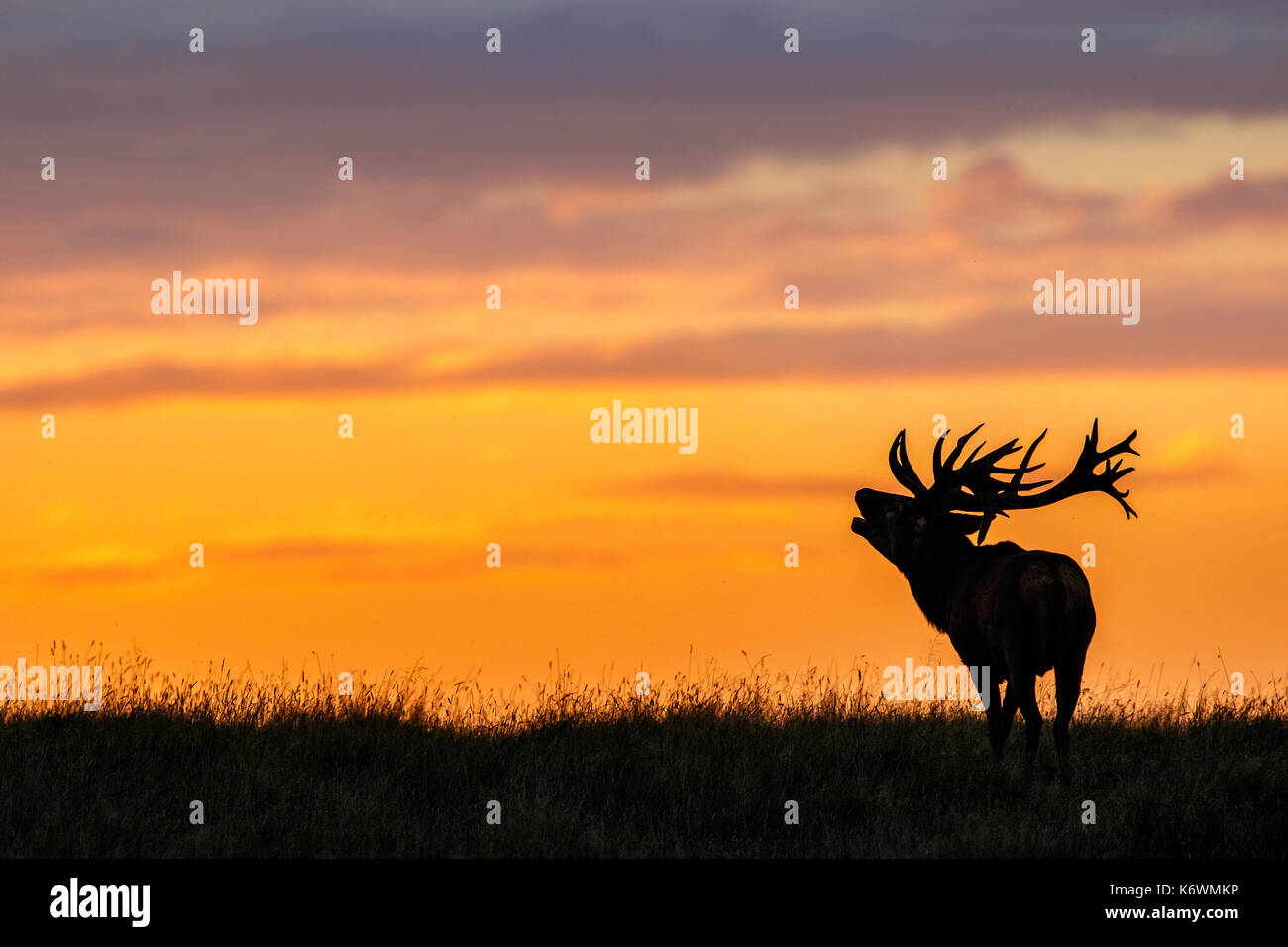 Red deer at sunset hi-res stock photography and images - Alamy
