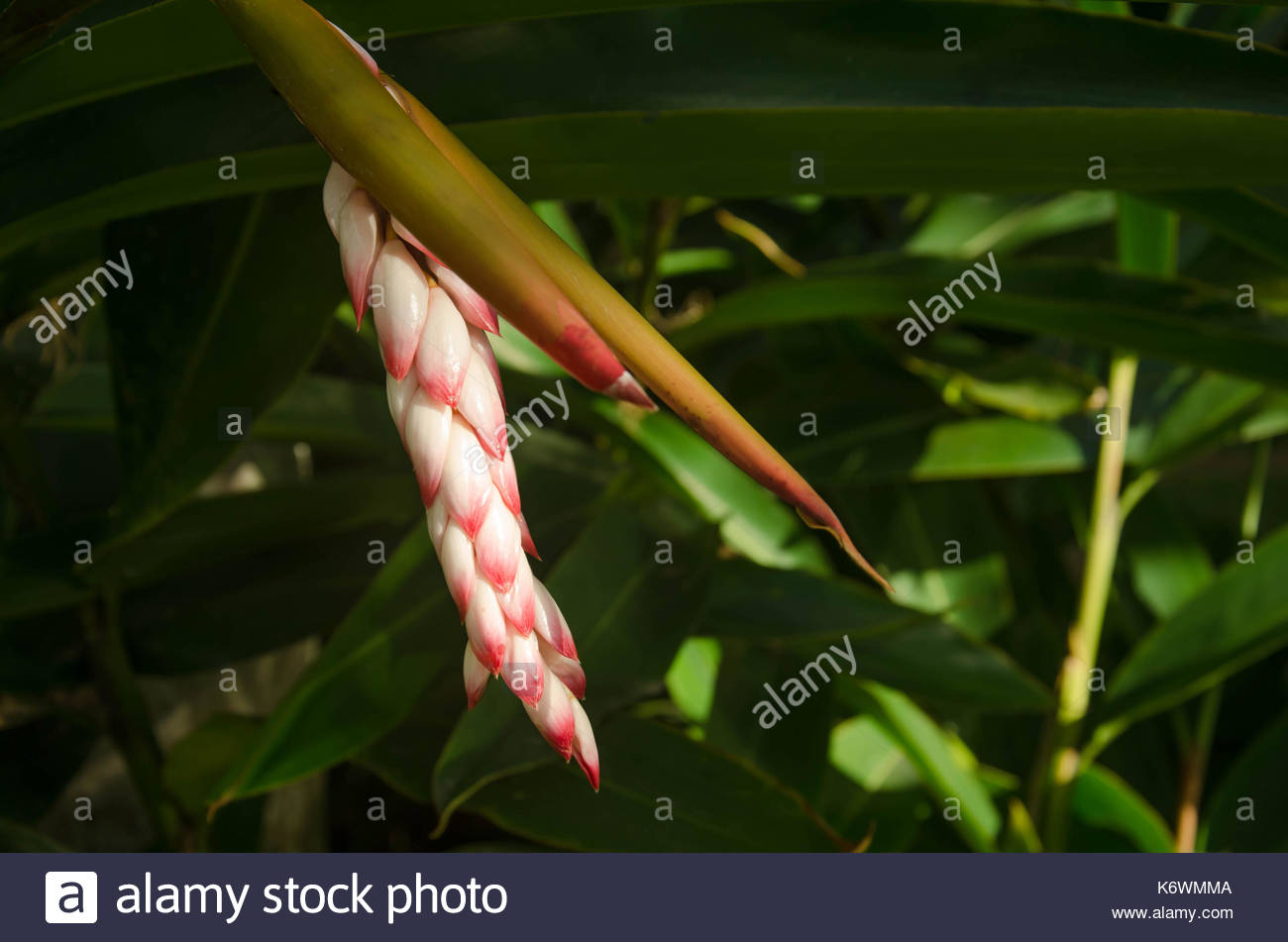 Shell Ginger Stock Photos & Shell Ginger Stock Images - Alamy