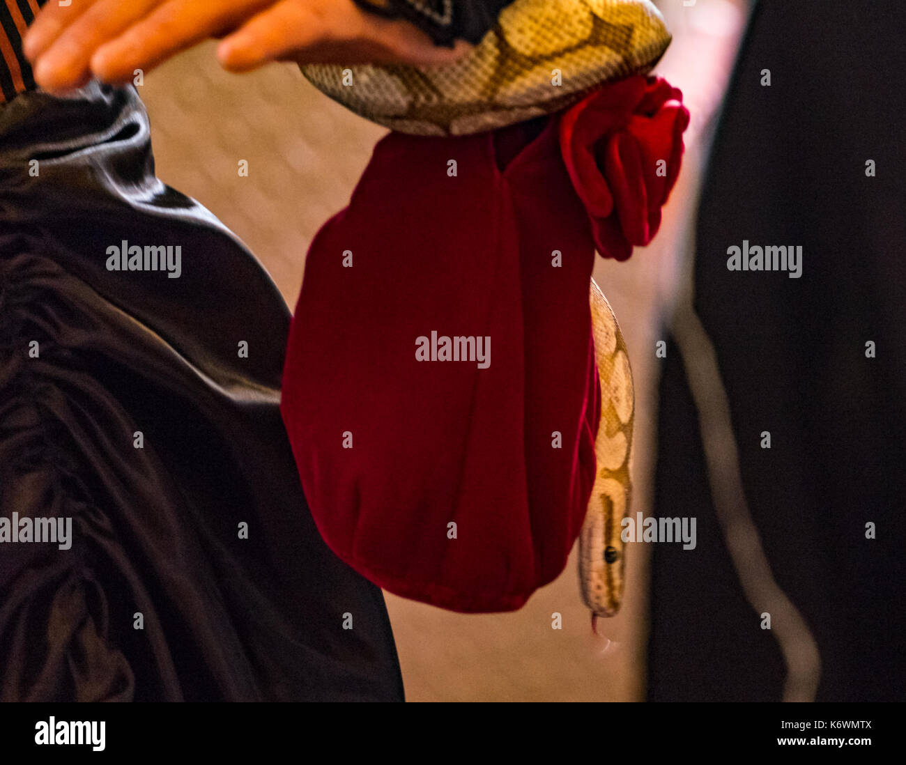 snake coiled around wrist Stock Photo - Alamy