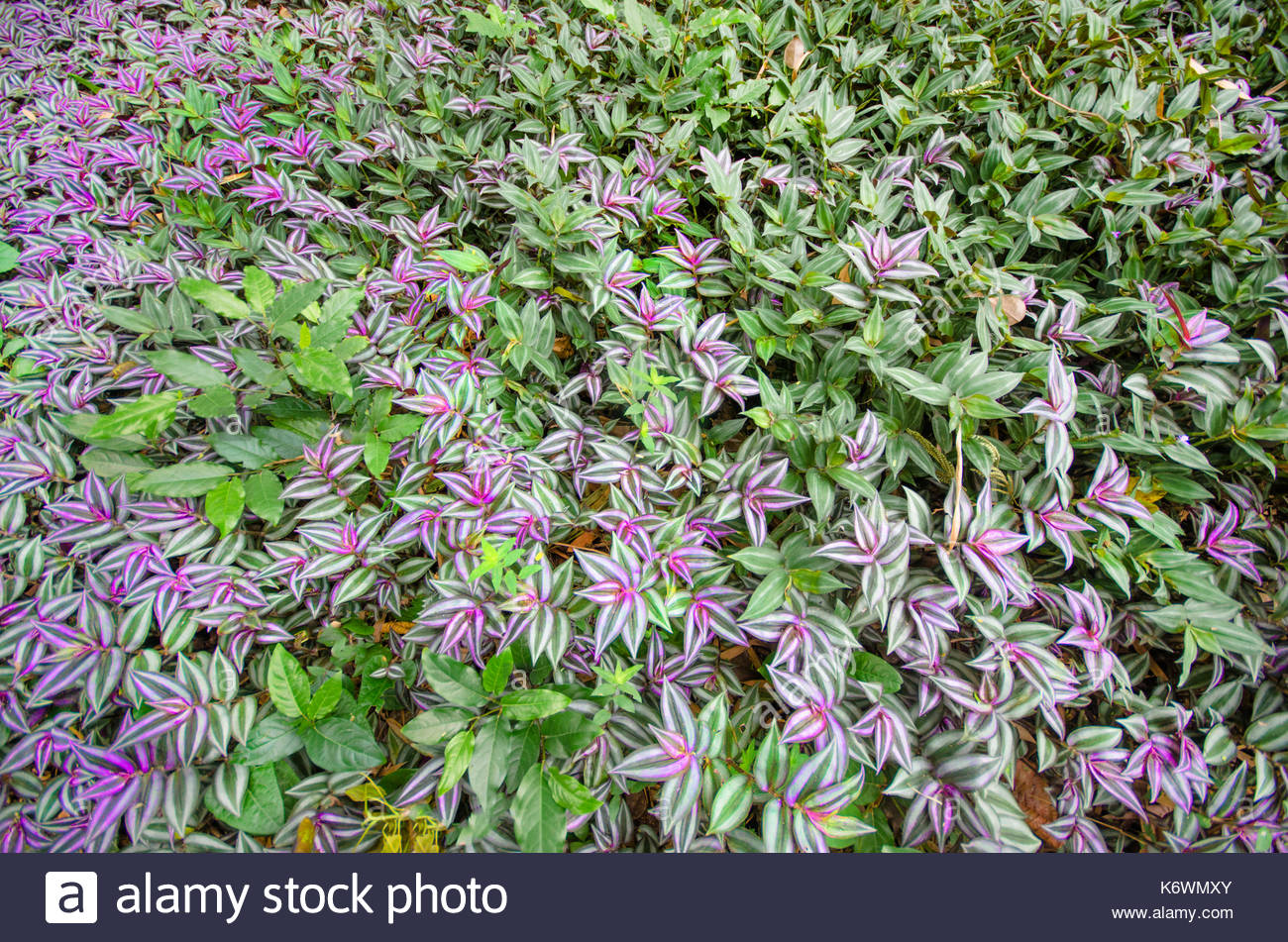 Tradescantia Epidermis High Resolution Stock Photography and Images - Alamy