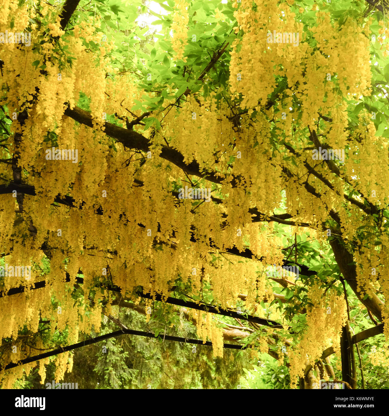 Laburnum trellis hi-res stock photography and images - Alamy