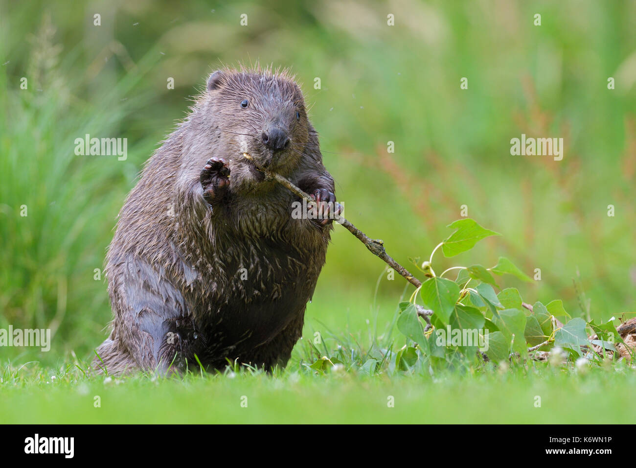 European beaver (Castor fiber) stands upright with aspen branch, Tyrol ...