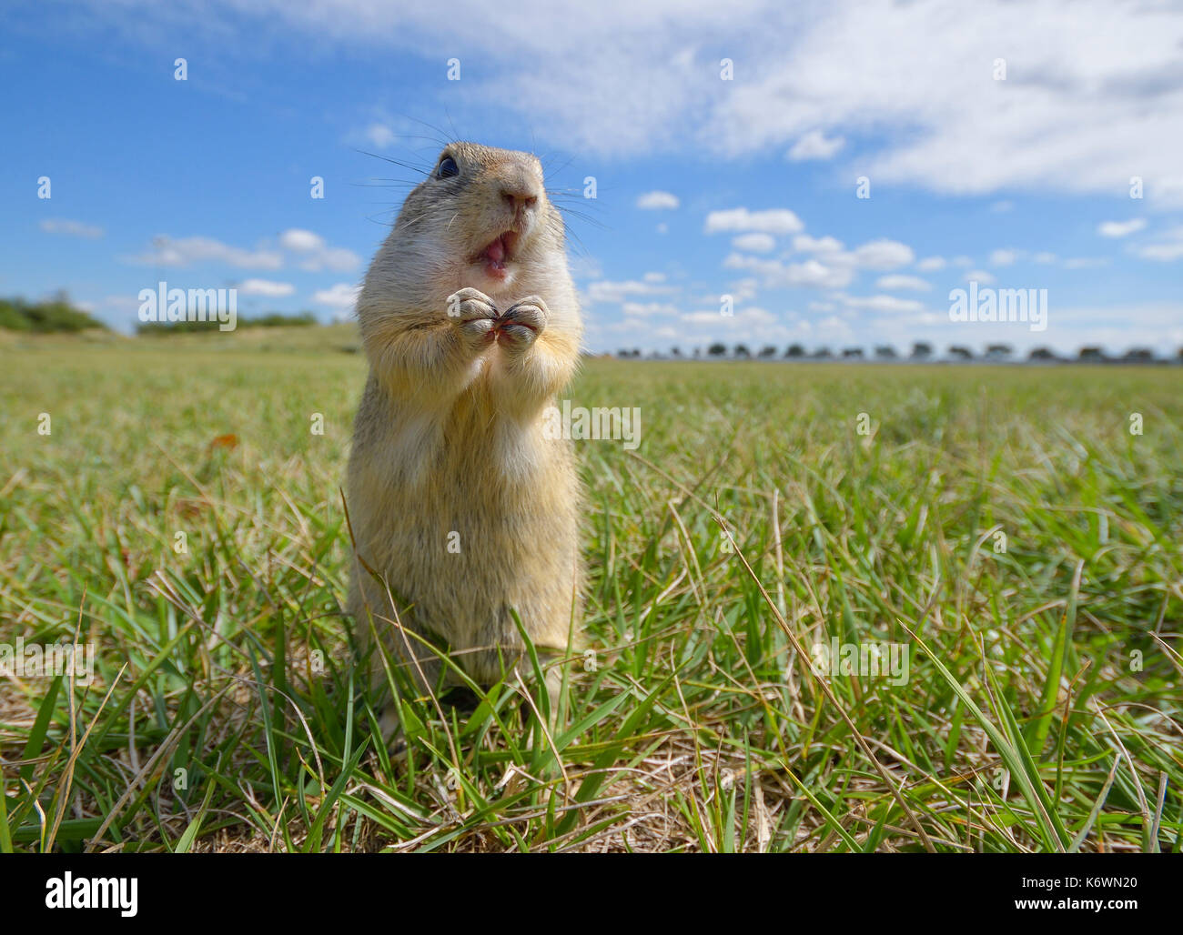Spermophilus Citellus Vienna Wildlife High Resolution Stock Photography ...
