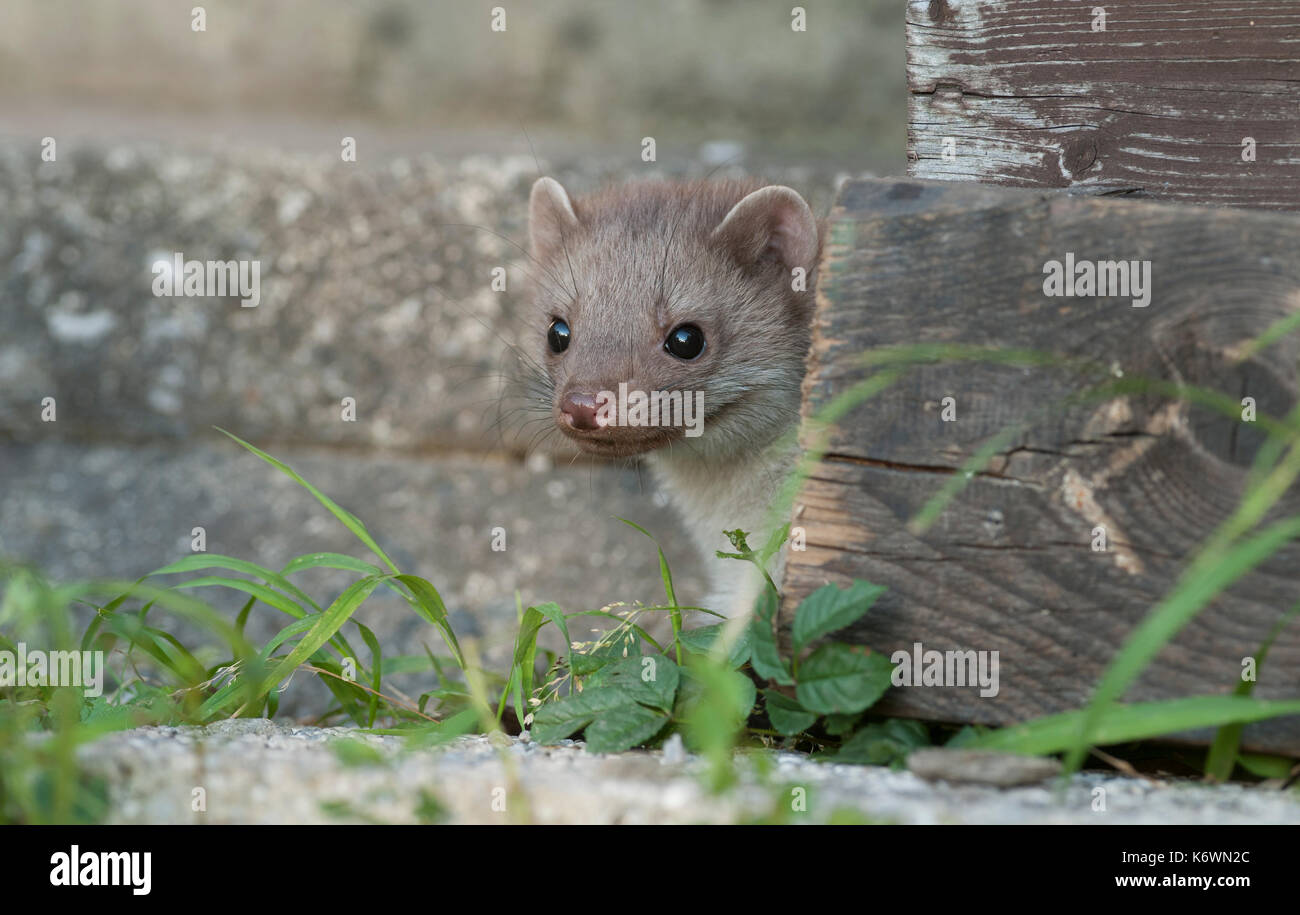 Young Beech marten (Martes Foina) looks curiously behind Holzbrett ...