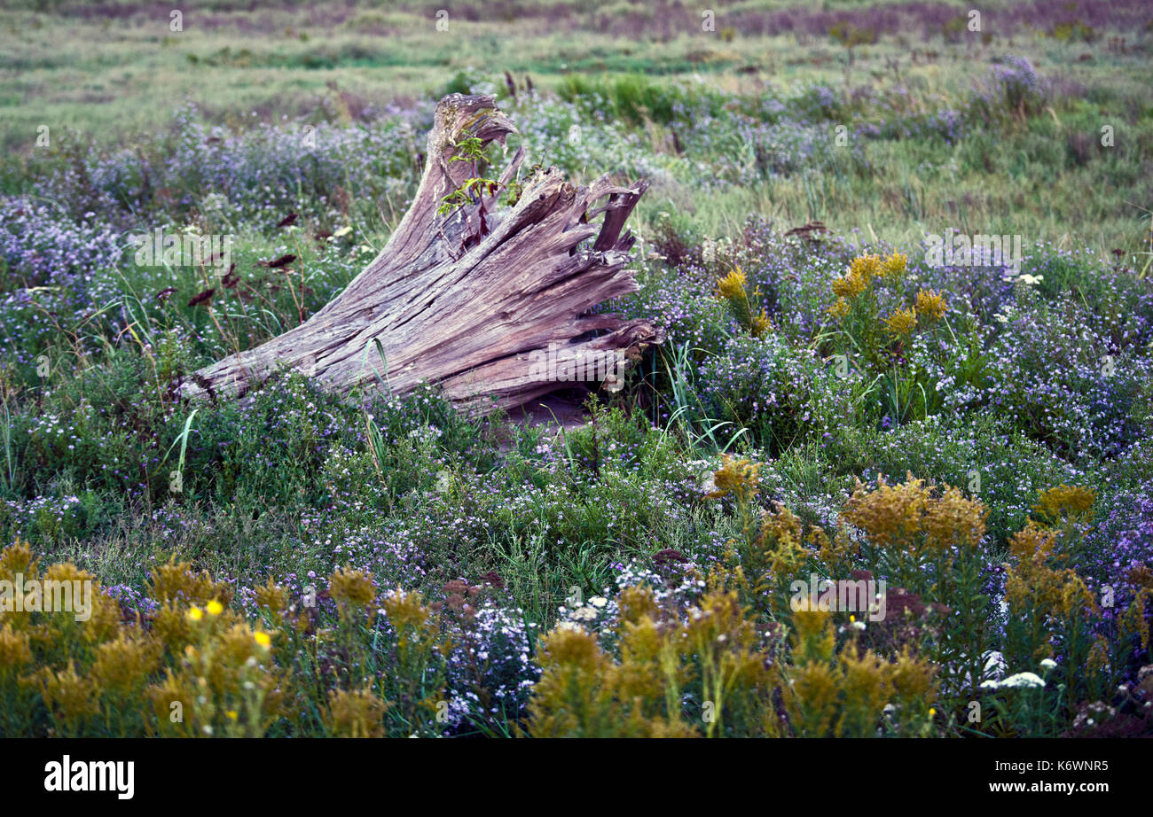 Marsh marshland seagrass hi-res stock photography and images - Alamy