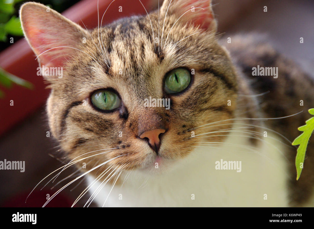 Hobby cat hi-res stock photography and images - Alamy