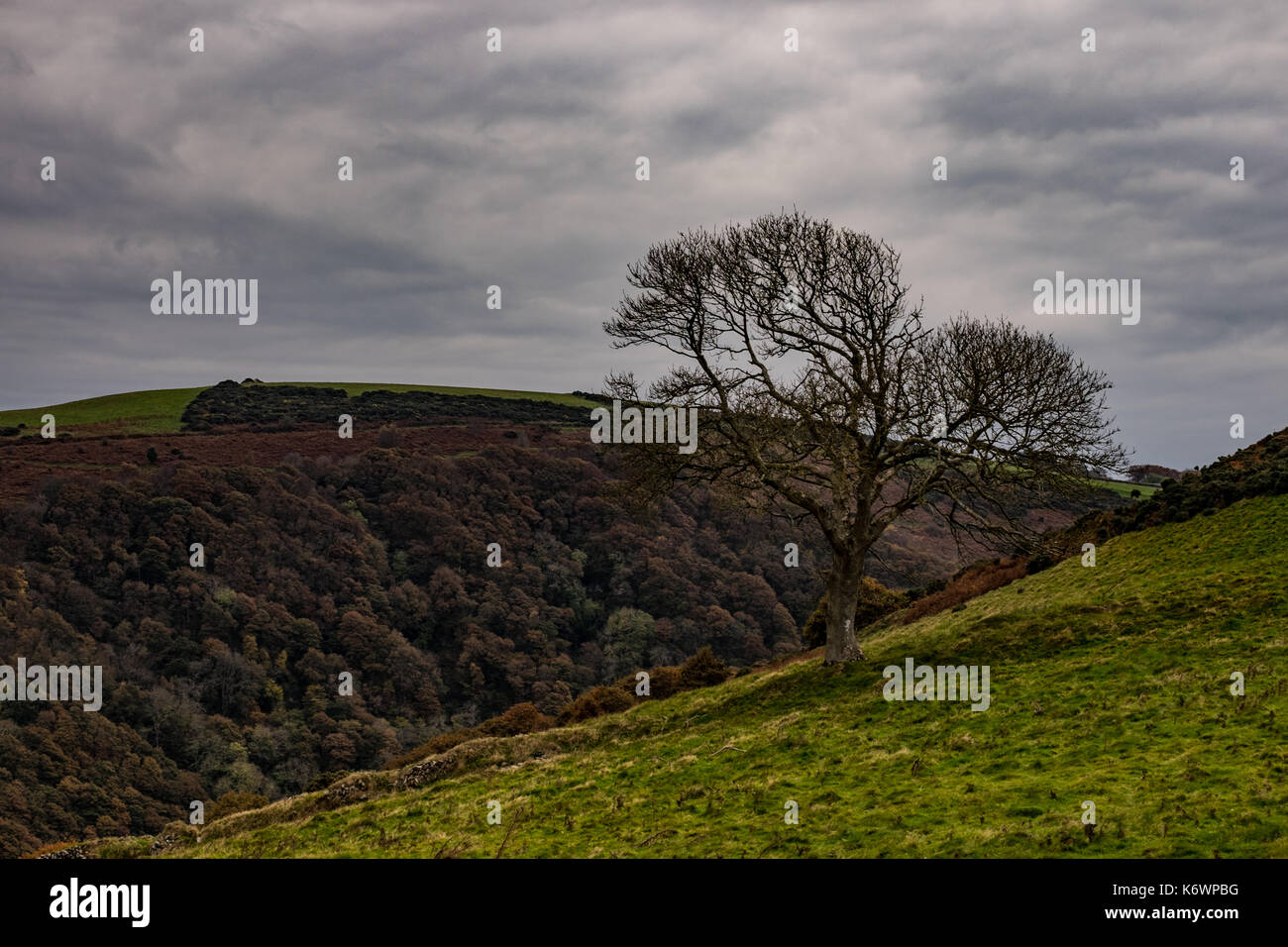 Exmore rolling hills Stock Photo - Alamy