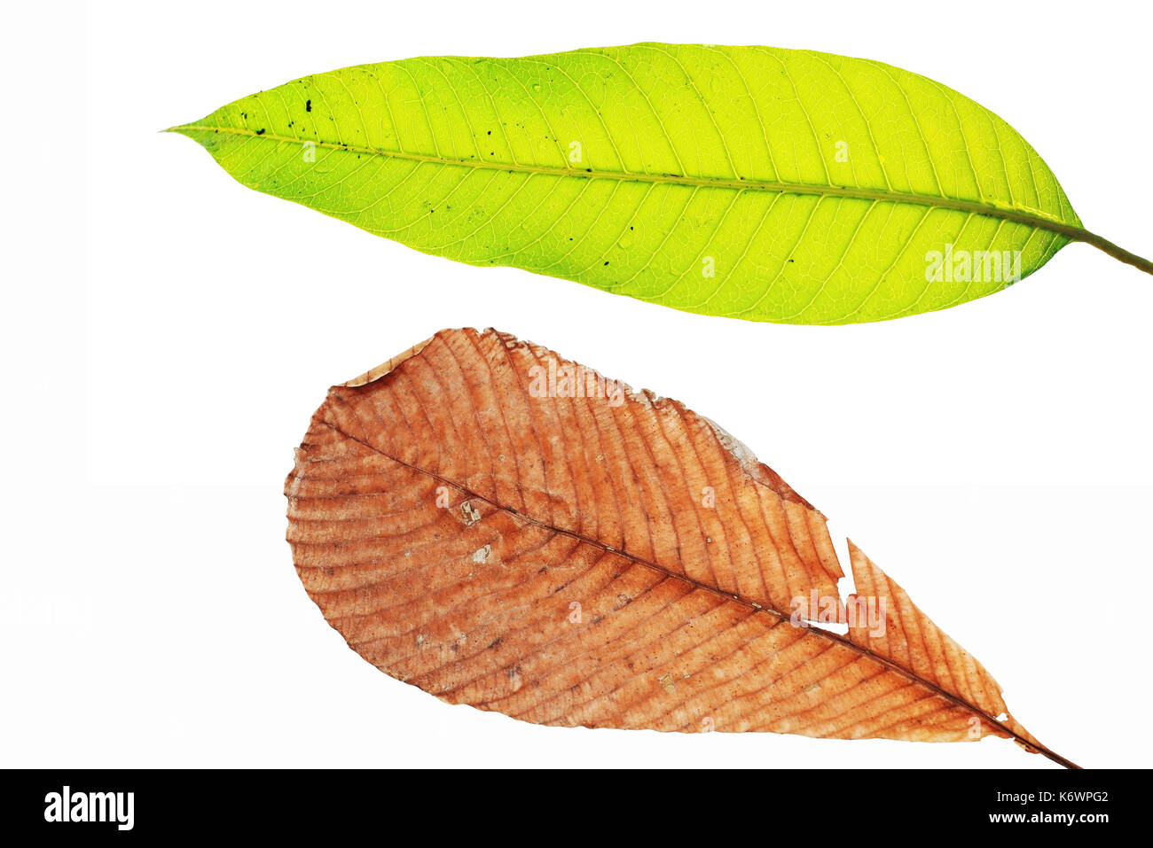 Dry and green leaf isolated on white background Stock Photo - Alamy